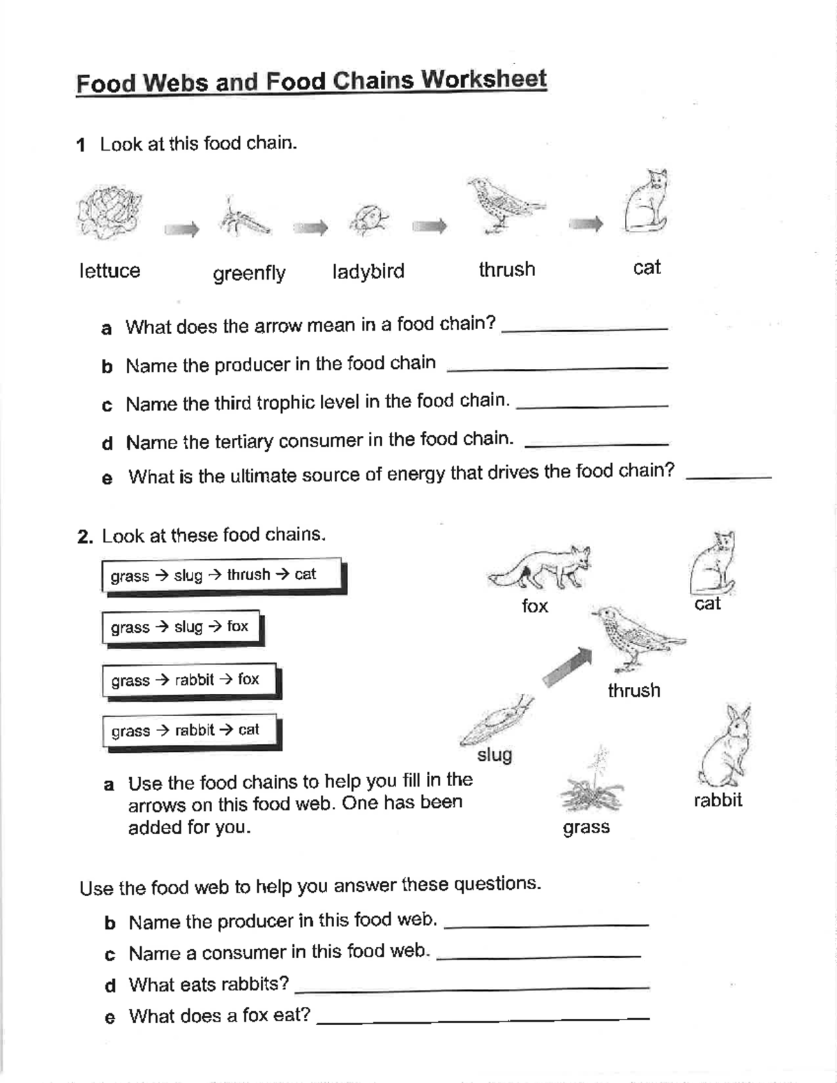 Food Webs & Food chain WS - Studocu