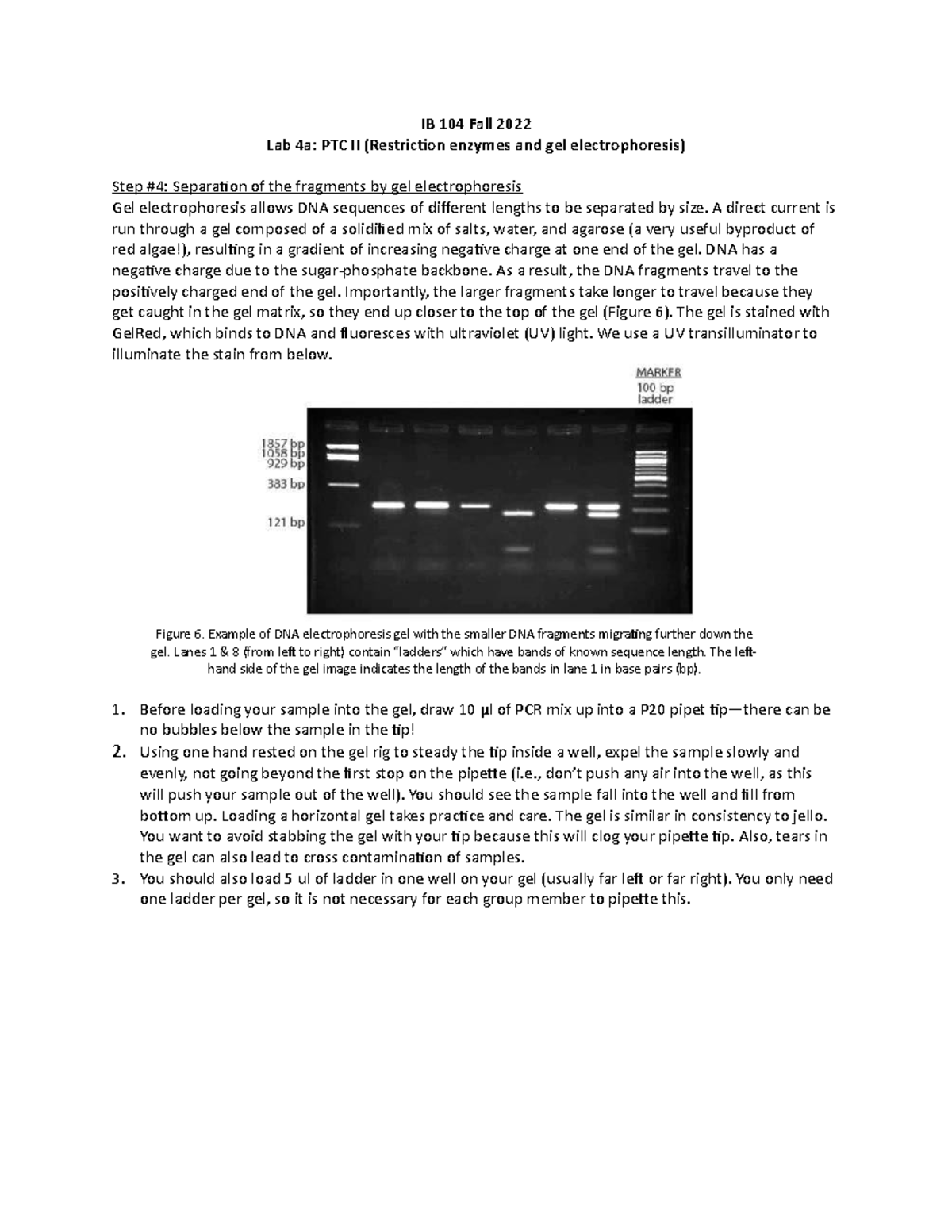 IB 104 F22 Lab 4a-PTC II - lab report - IB 104 Fall 2022 Lab 4a: PTC II (Restriction enzymes and ...