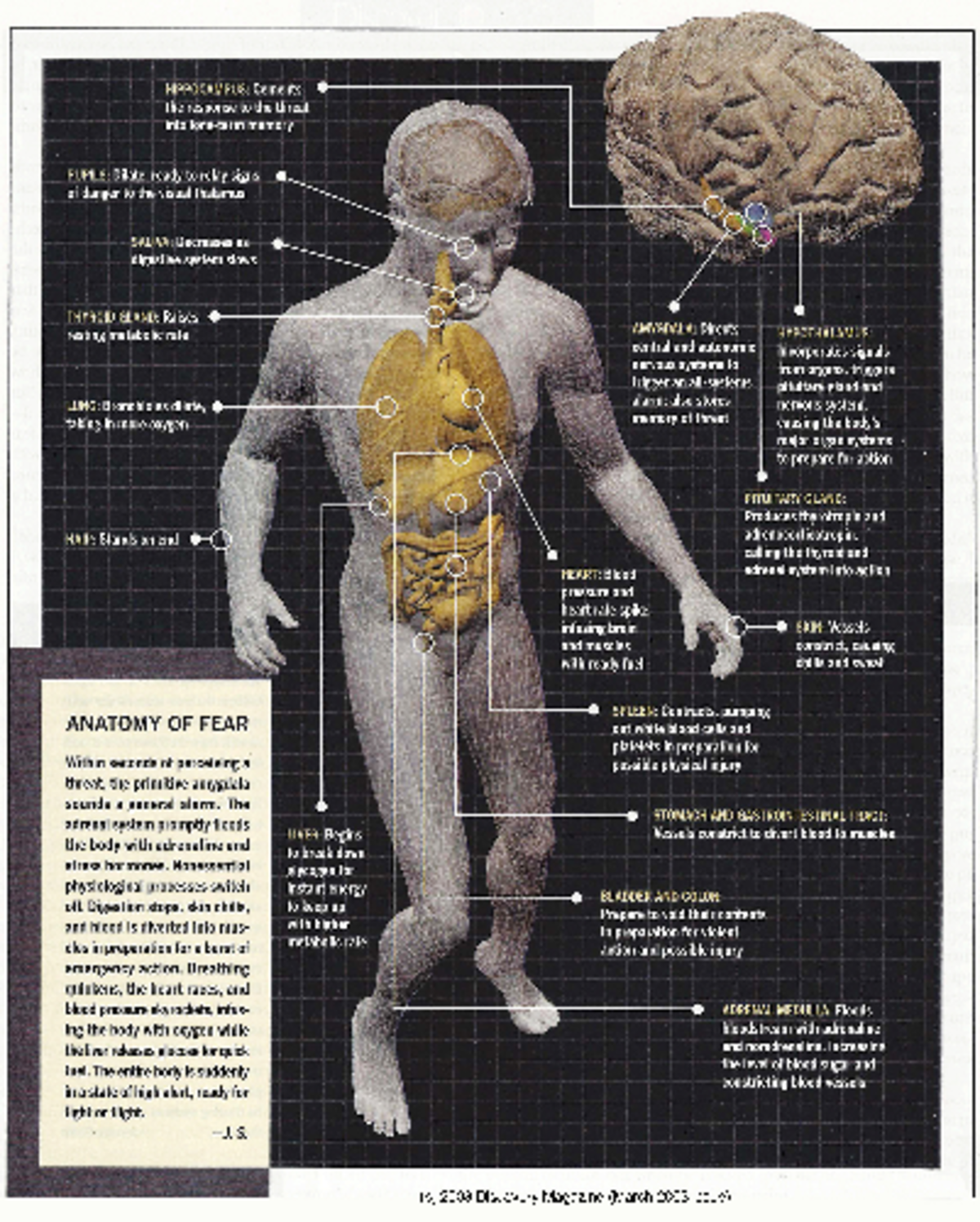 Anatomy of Fear Diagram - HIPPOCAMPUS Cements the response to the ...