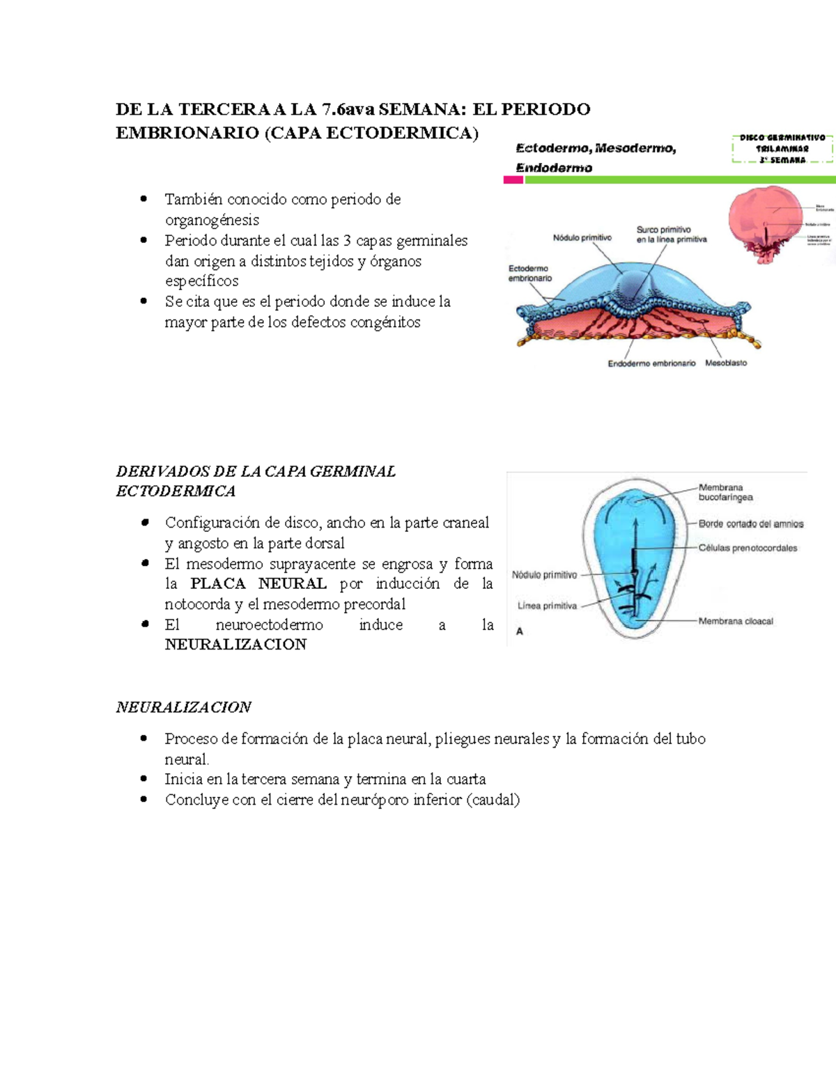 Derivados de la capa ectodérmica del disco trilaminar - DE LA TERCERA A ...