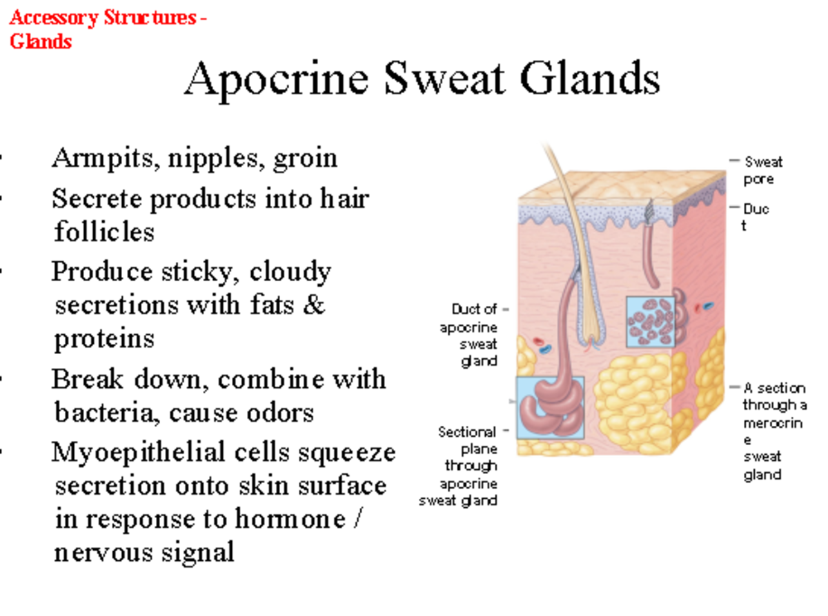 05-lecture-presentation NEW 2 - Accessory Structures Glands Apocrine ...