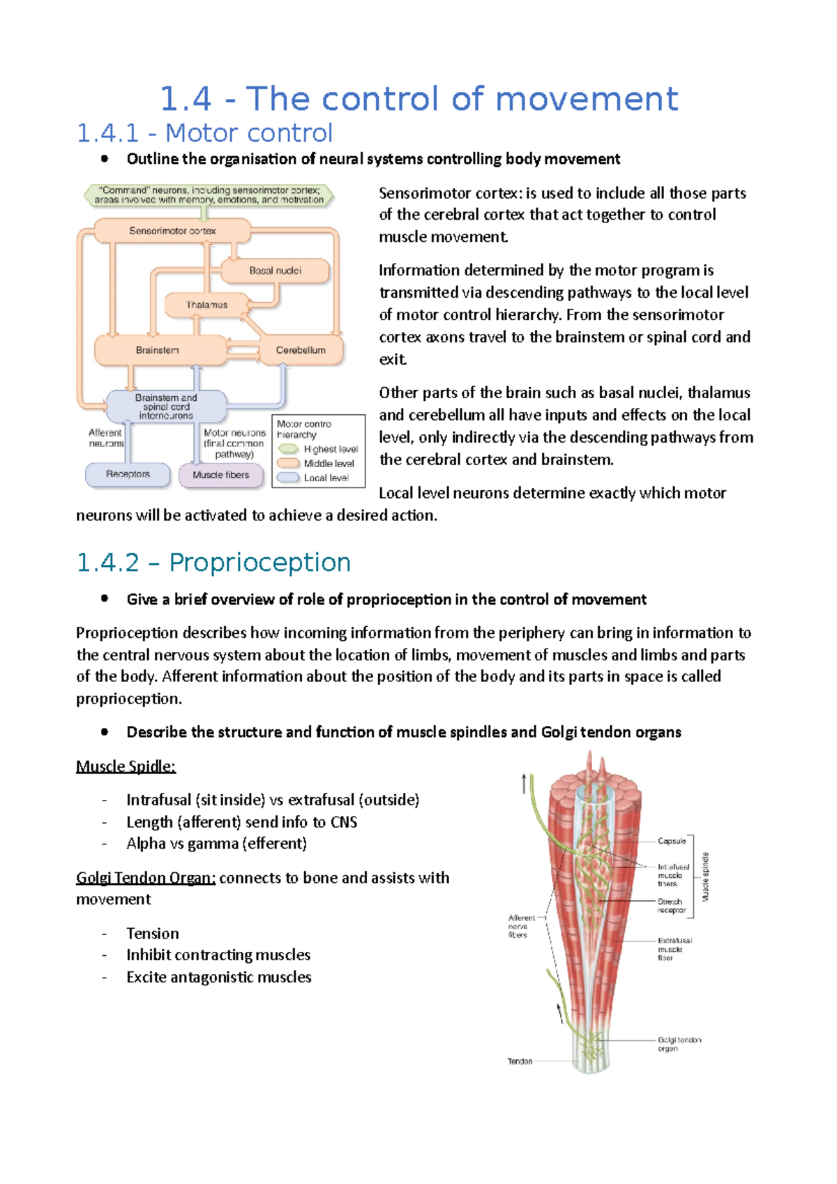 1.4 - The control of movement - 1 - The control of movement 1.4 - Motor ...