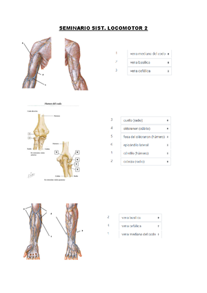 Anatomia, Ossos Frontal + esfenoides - HUESO FRONTAL Escama del frontal ...