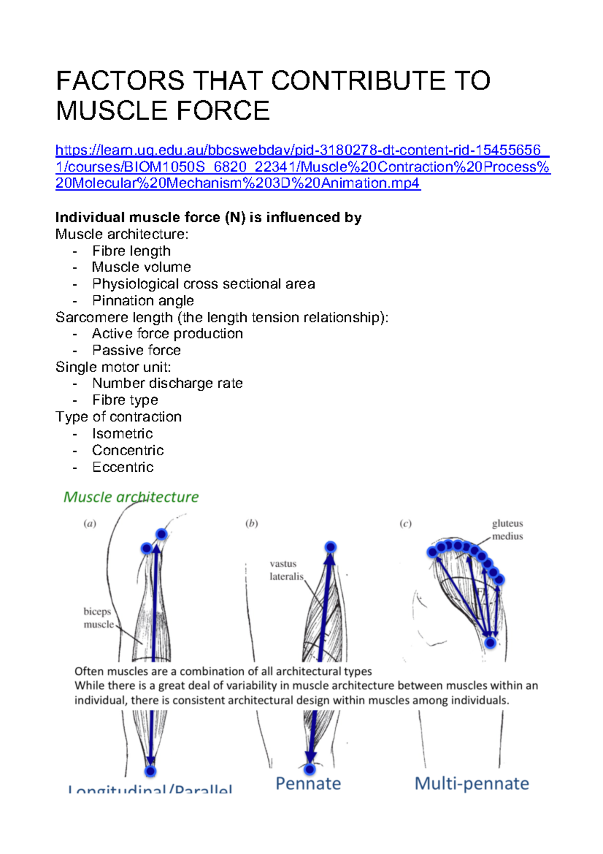 Factors THAT Contribute TO Muscle Force (L7) - learn.uq.edu/bbcswebdav ...