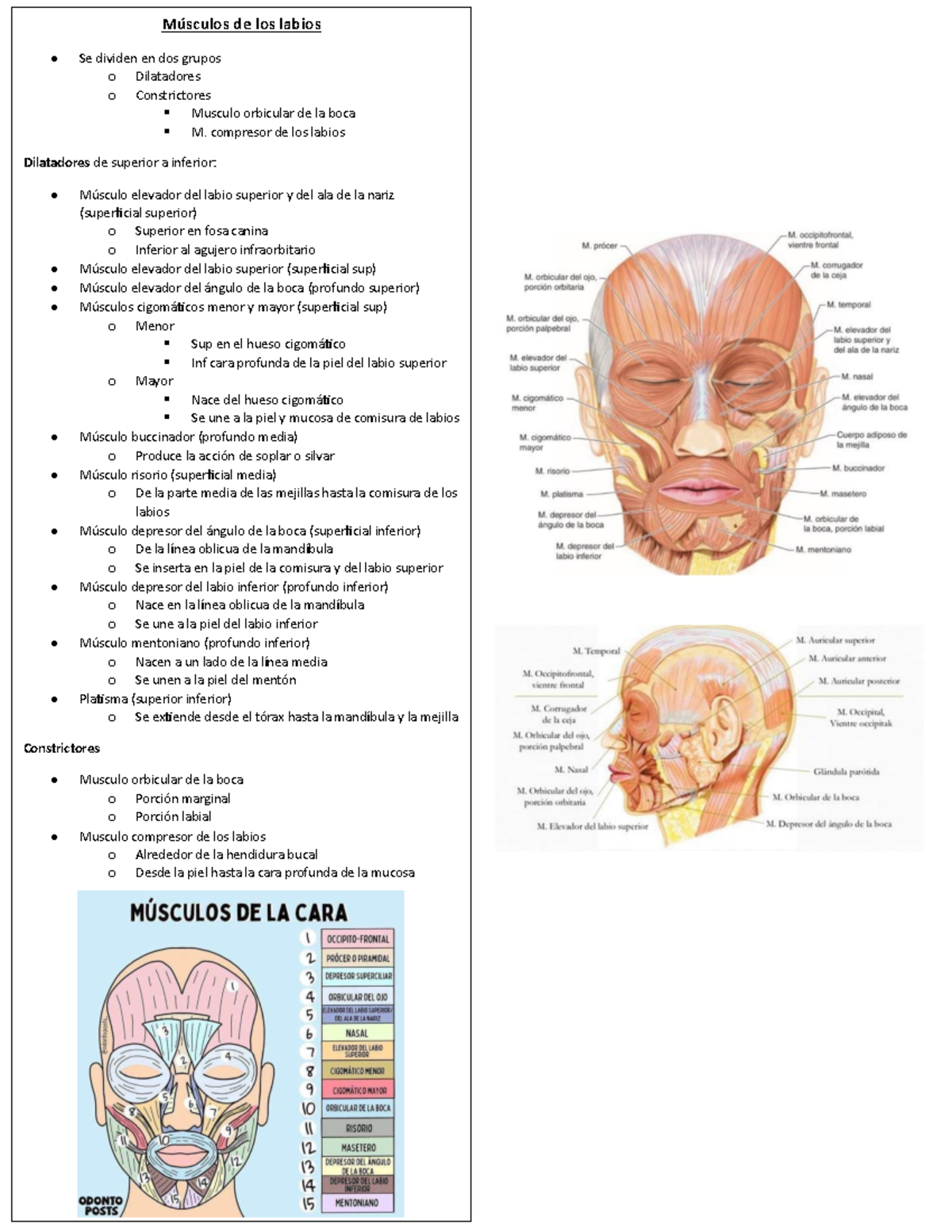 Anato ya sueltame por favor (musculos) - Músculos de los labios Se ...