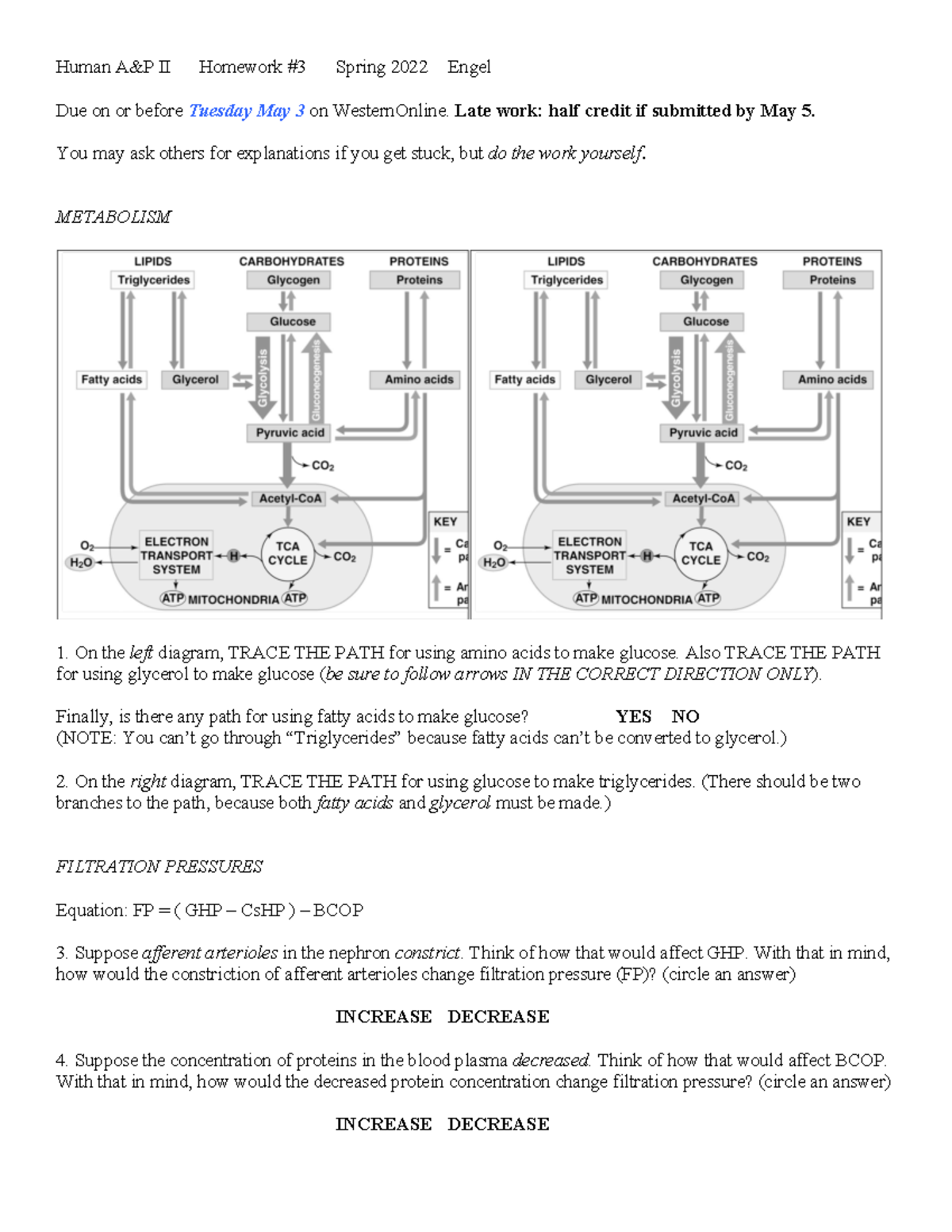 Homework #3 2022 - Human A&P II Homework #3 Spring 2022 Engel Due on or ...