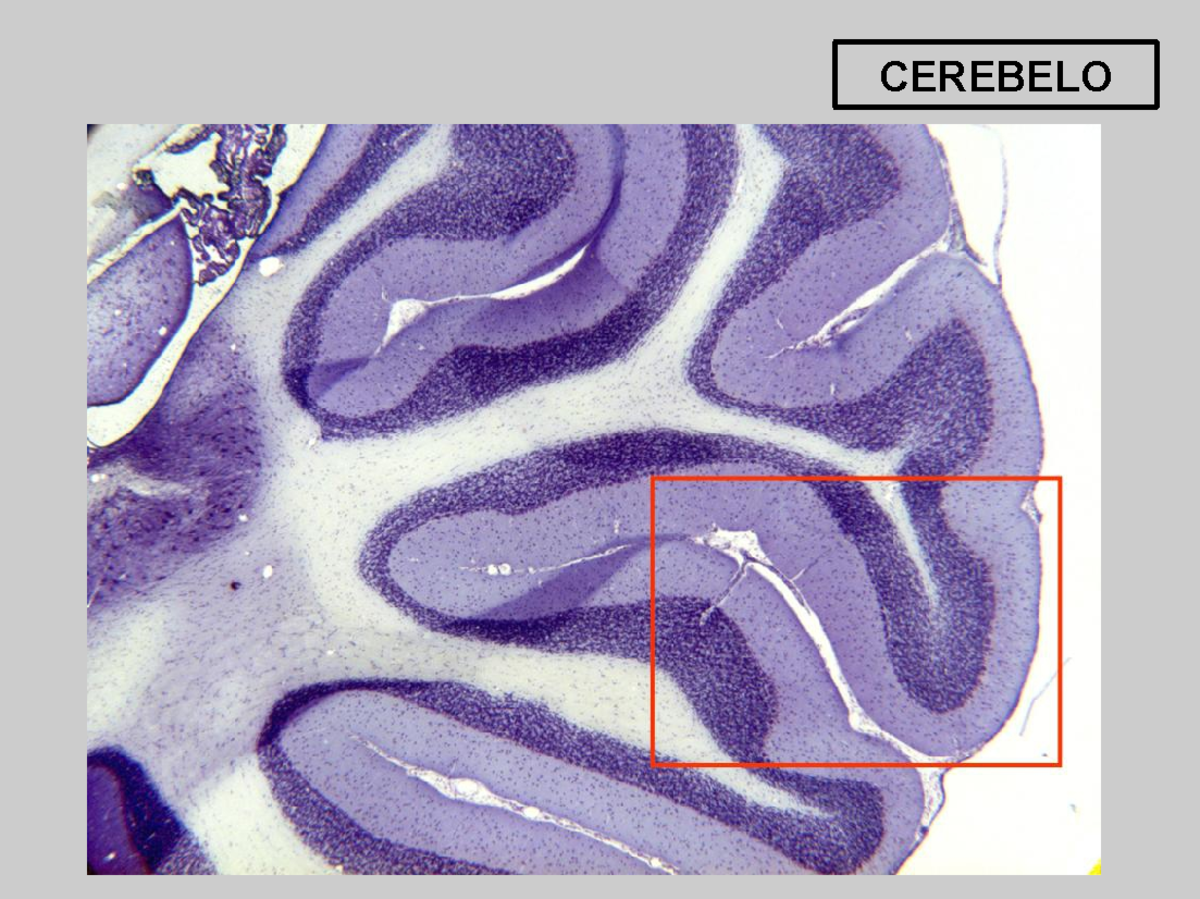 Tema 17 Cerebelo - Anatomía Humana 319161101 - StuDocu