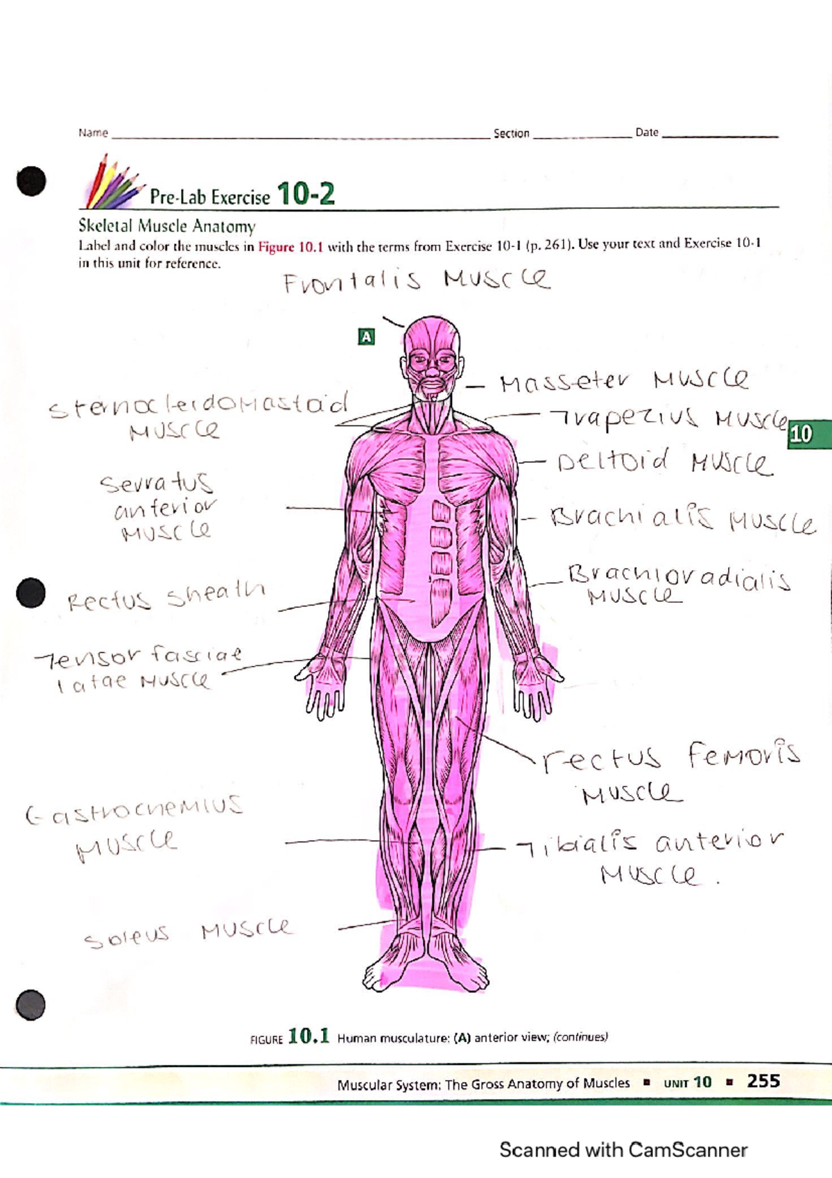 AP1 Lab Assignment 8 pt - for class - PSY 4460 - Studocu