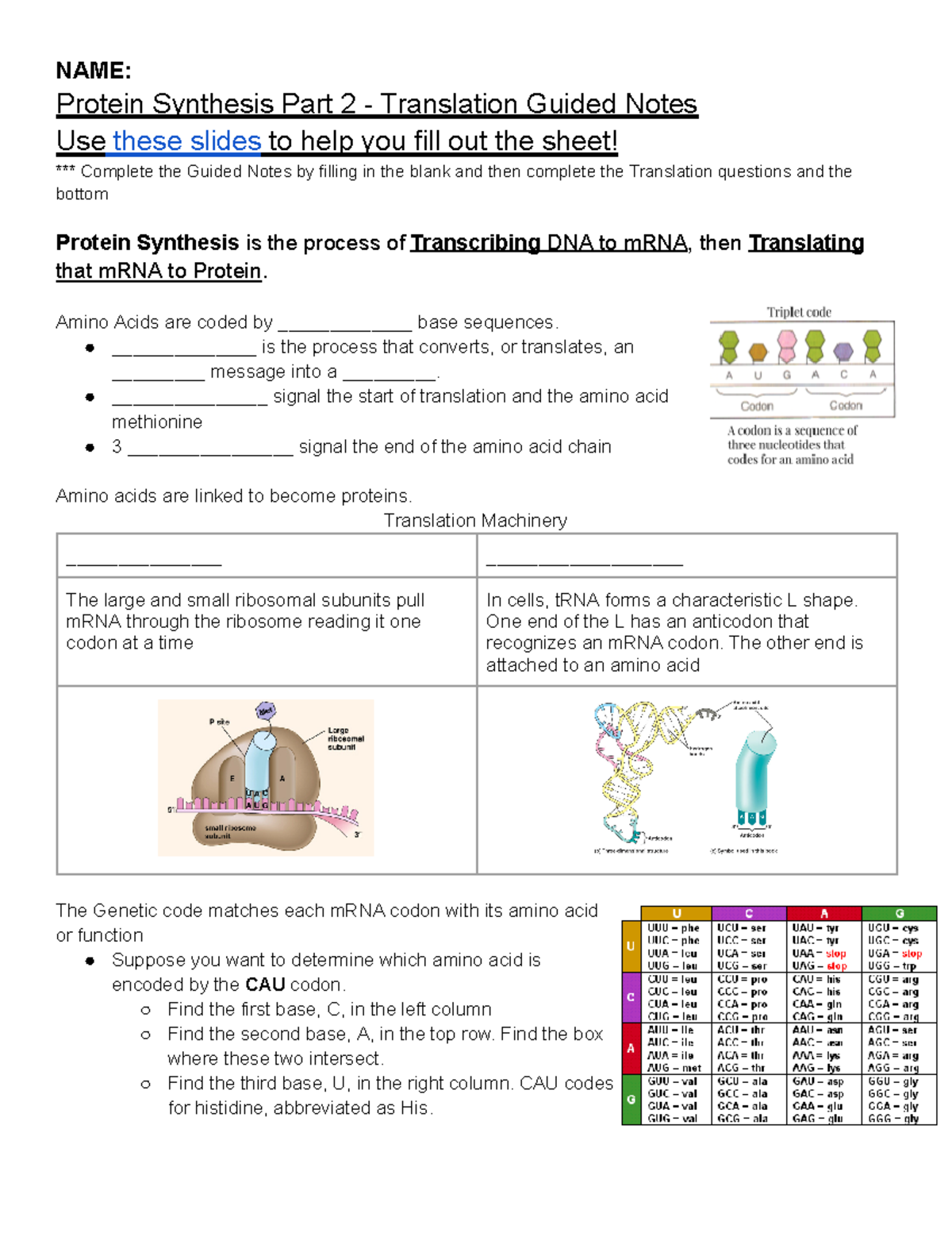 Copy of Notes Protein Synthesis Part 2 - Translation Guided Notes (2022 ...