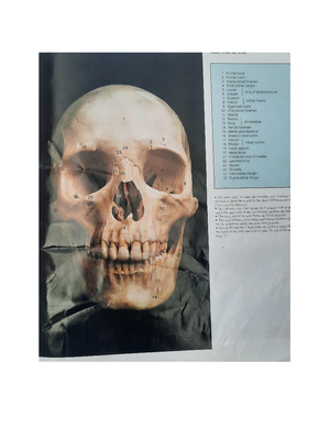 Anatomy OF THE Scalp - OUTLINE: *Introduction *Boundaries *Diagram ...