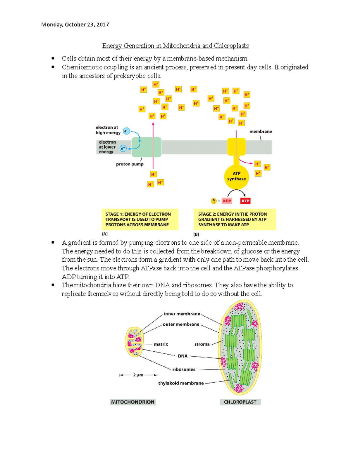 Oct. 23rd - Lecture notes 5 - Energy Generation in Mitochondria and ...