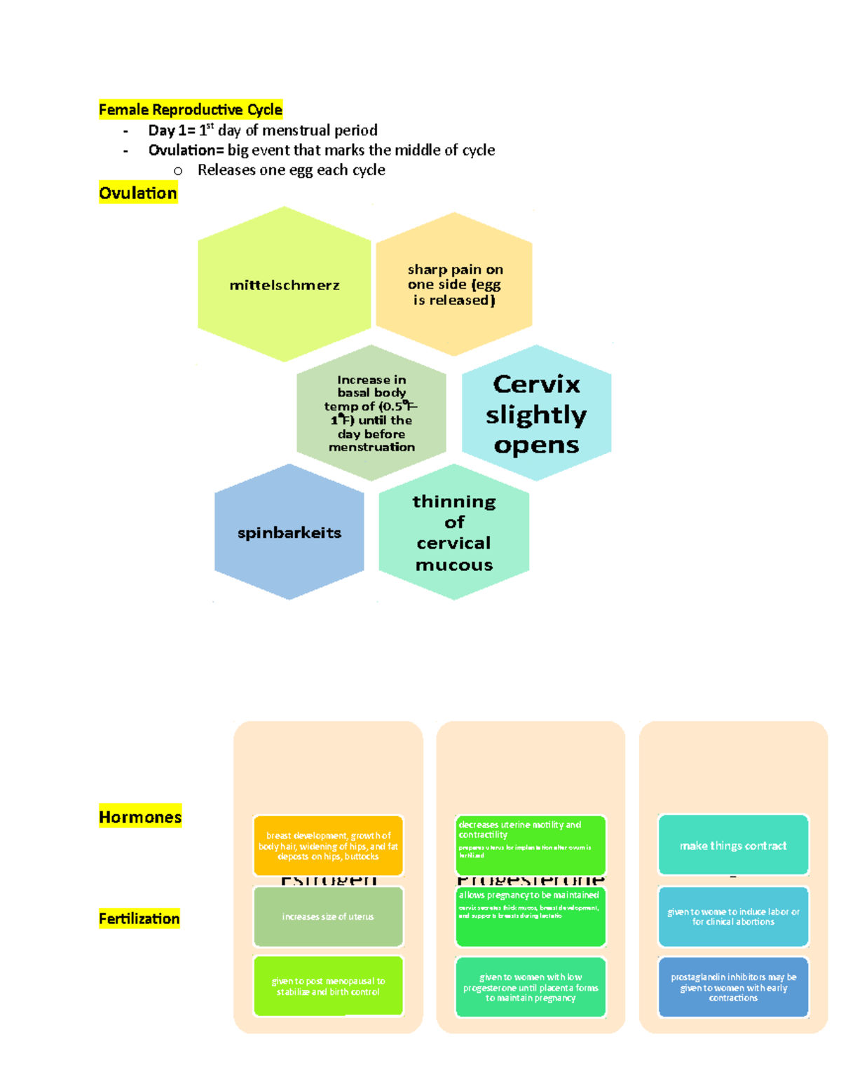 Ob fertilization and genetics - Female Reproductive Cycle - Day 1= 1 st ...