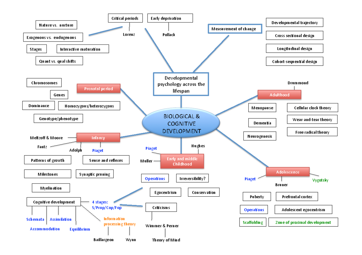 Mindmap Chapter 3 - BIOLOGICAL & COGNITIVE DEVELOPMENT Developmental ...