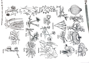 SAPS - tast - V. SCALE FOR THE ASSESSMENT OF POSITIVE SYMPTOMS (SAPS ...