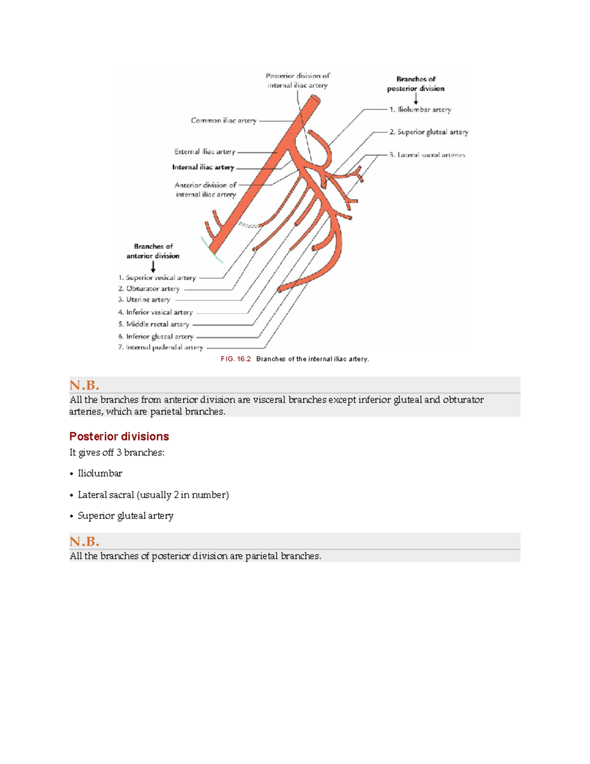 Selective Anatomy Vol 2-34 - FIG. 16 Branches of the internal iliac ...