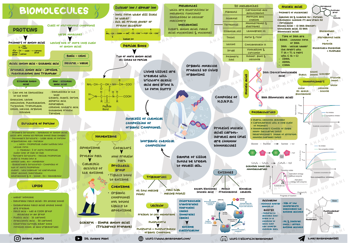 A9 biomolecules mind map - BIOMOLECULES PROTEINS Polymers of amino ...