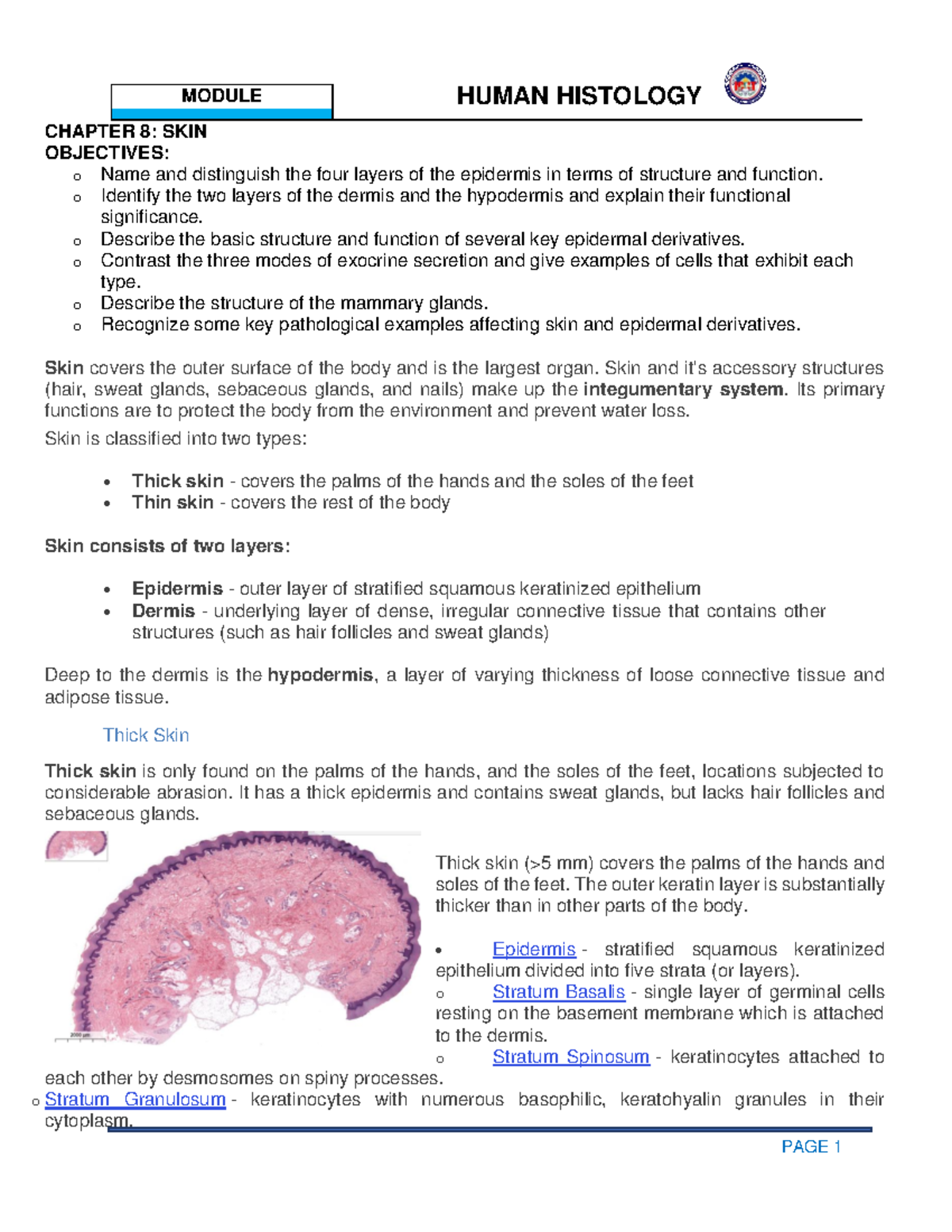 Chapter 8 Human Histology SKIN-converted - CHAPTER 8: SKIN OBJECTIVES ...