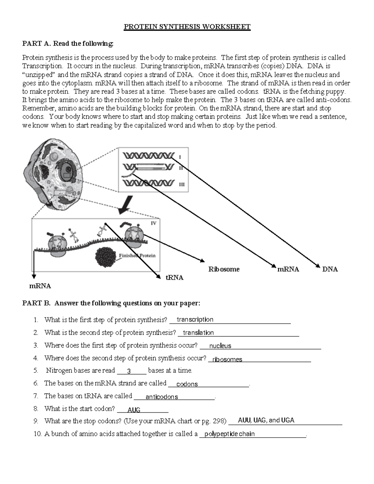 Protein Synthesis Worksheet - PROTEIN SYNTHESIS WORKSHEET PART A. Read ...