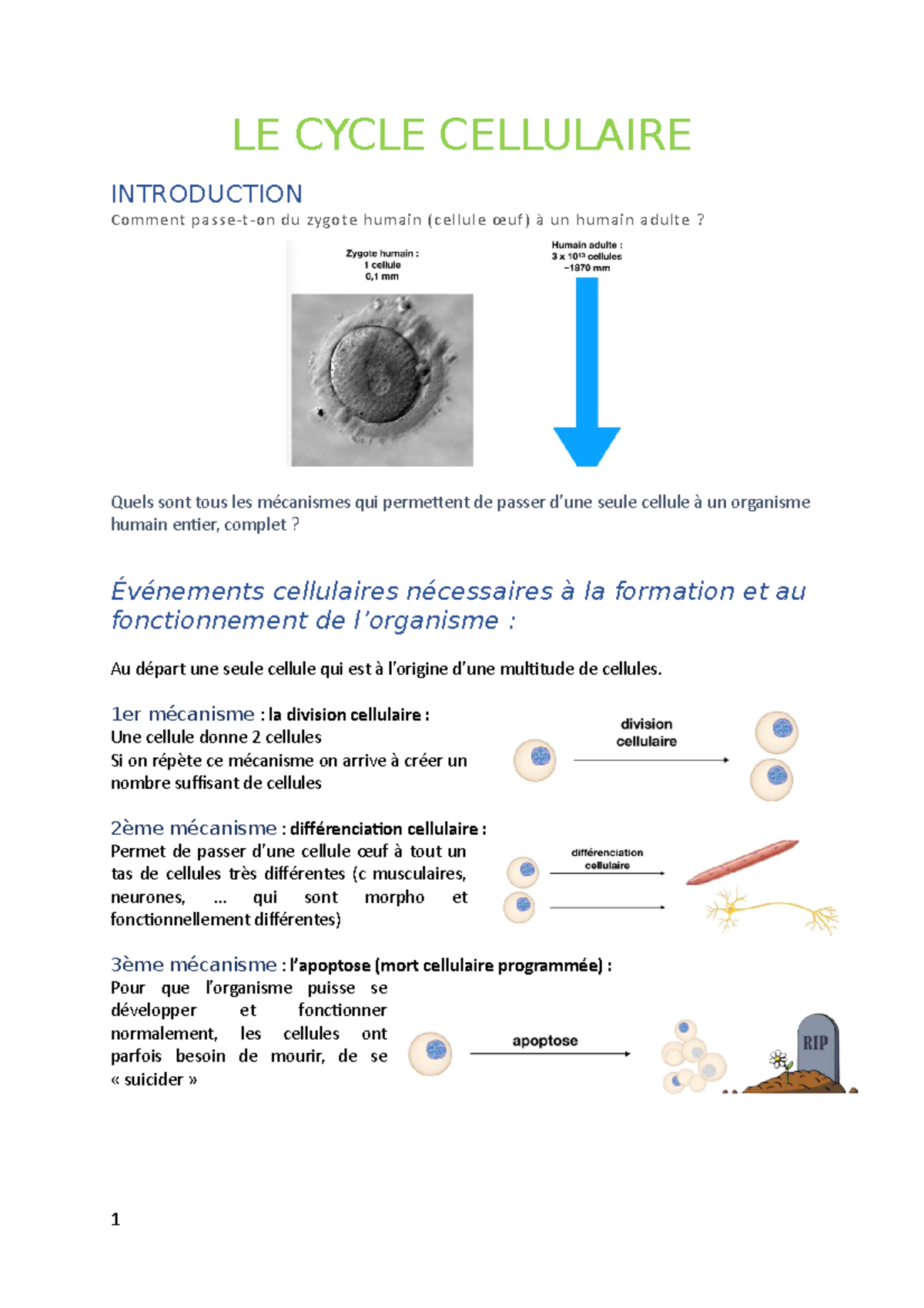 LE Cycle Cellulaire - Prises de notes du cours magistral de monsieur ...