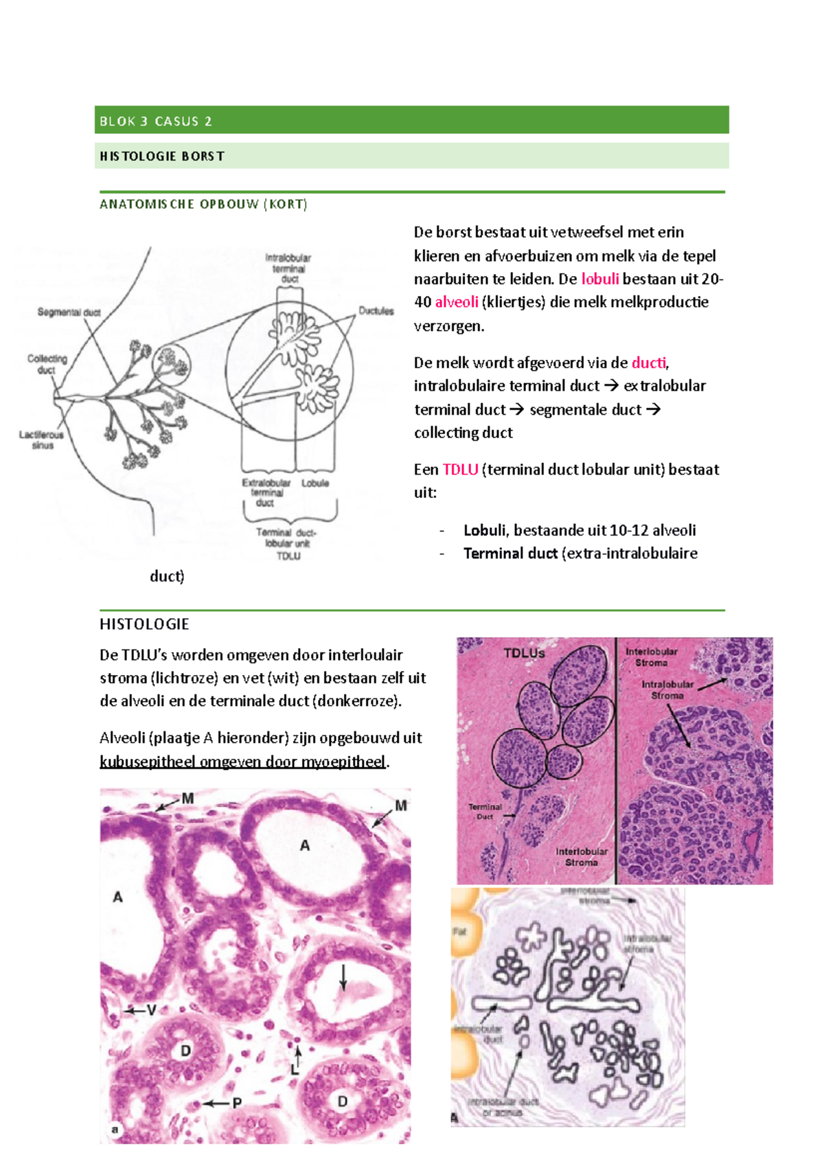 Blok 3 Casus 2 - BLOK 3 CASUS 2 HISTOLOGIE BORST ANATOMISCHE OPBOUW ...