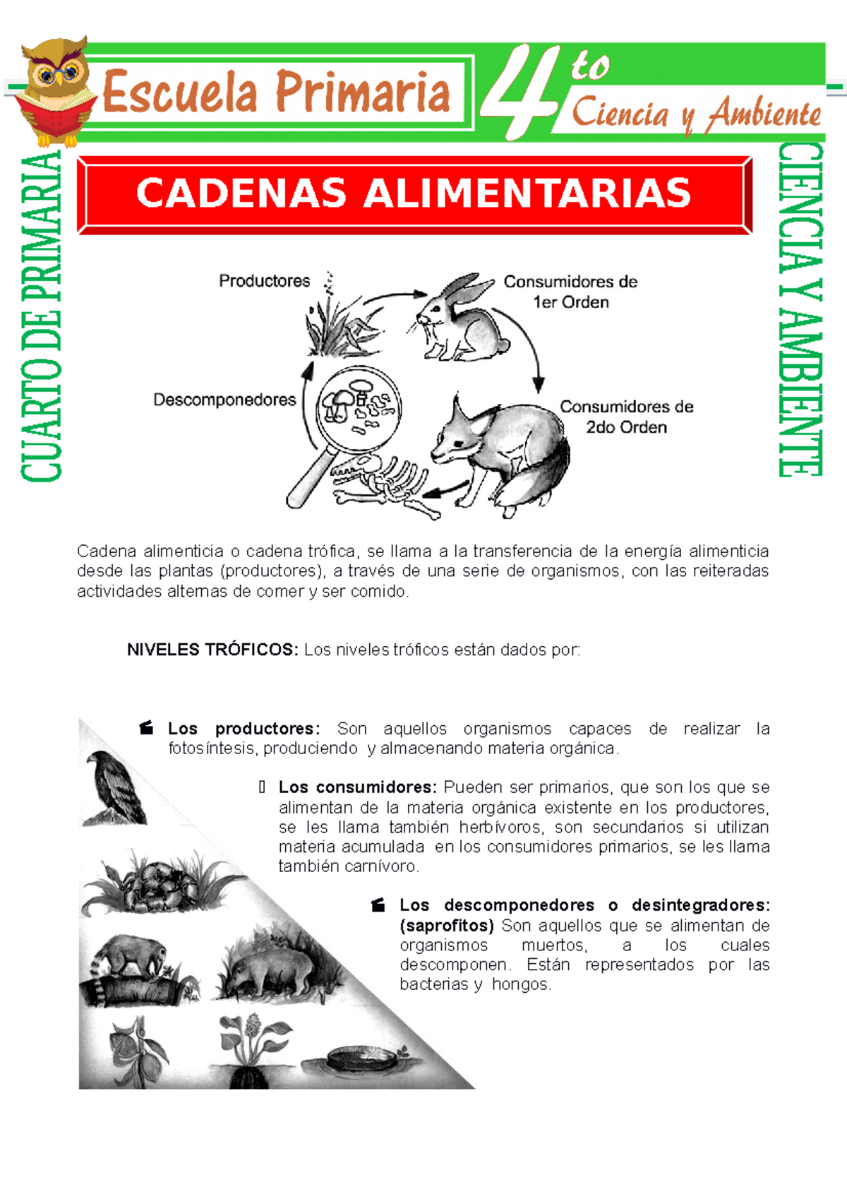 Cadena Alimentaria para Cuarto de Primaria - de Primaria Cadena ...