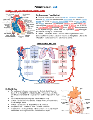 Patho Study Guide 3 - Unit 4 - Pathophysiology – Unit 4 Chapters 15 ...