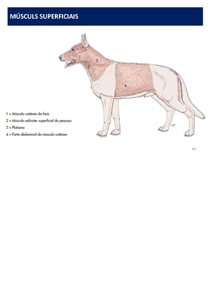 Musculos perna - jijoij - MUSCULOS DA PERNA Anterior (4 músculos ...