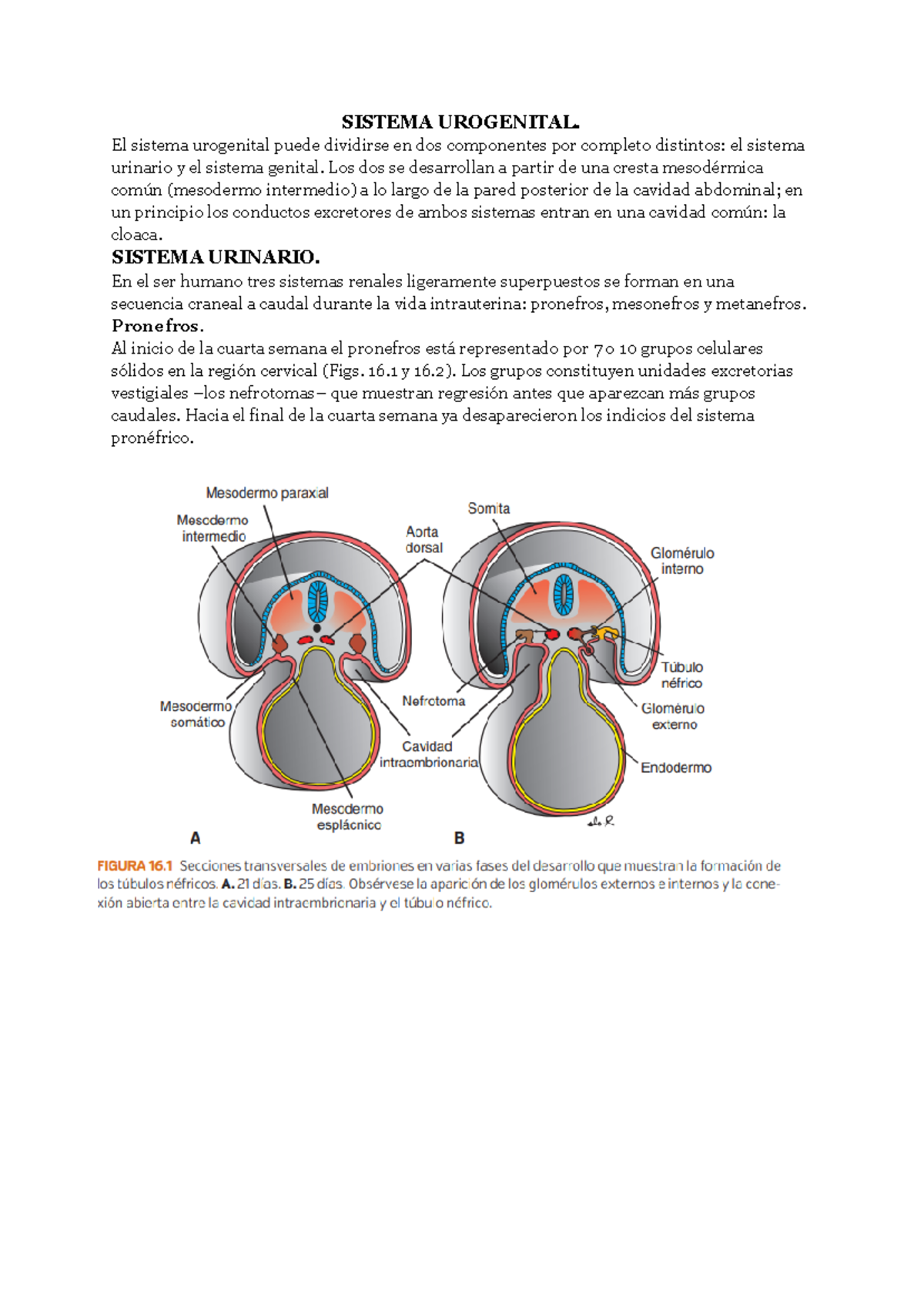 Embriologia Urogenital - SISTEMA UROGENITAL. El sistema urogenital puede dividirse en dos - Studocu
