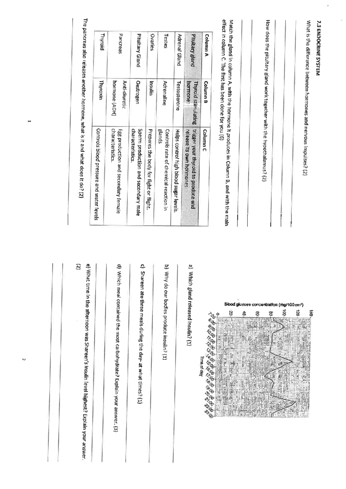 Revision Worksheets - Endocrine and Nervous System - Studocu