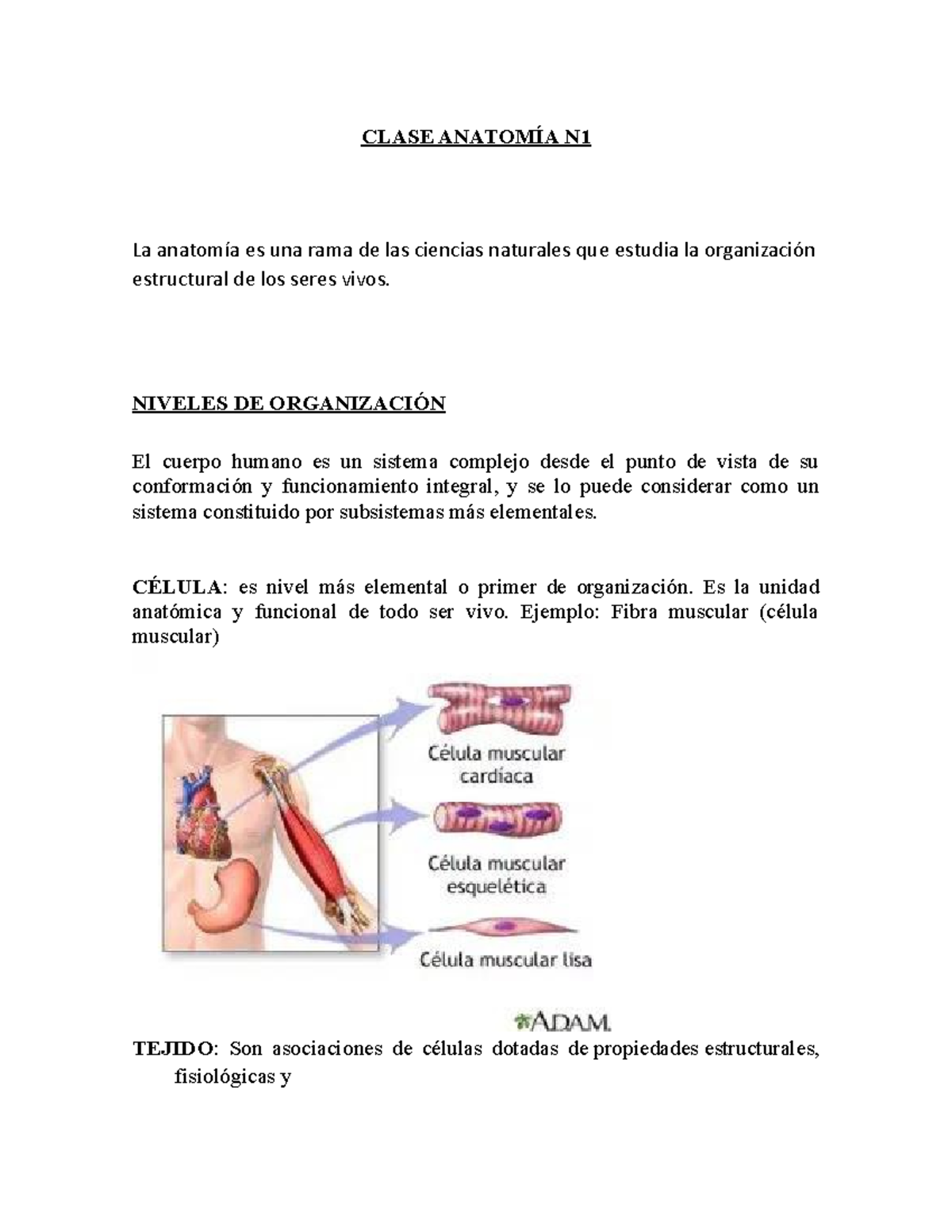Clase 1 Anatomia N1 (1) - CLASE ANATOMÍA N La anatomía es una rama de ...