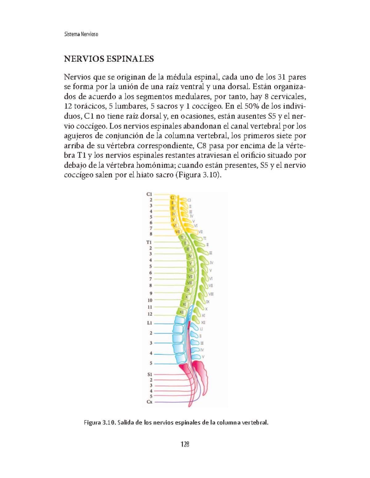 Nervios raquideos - Sistema Nervioso NERVIOS ESPINALES Nervios que se ...