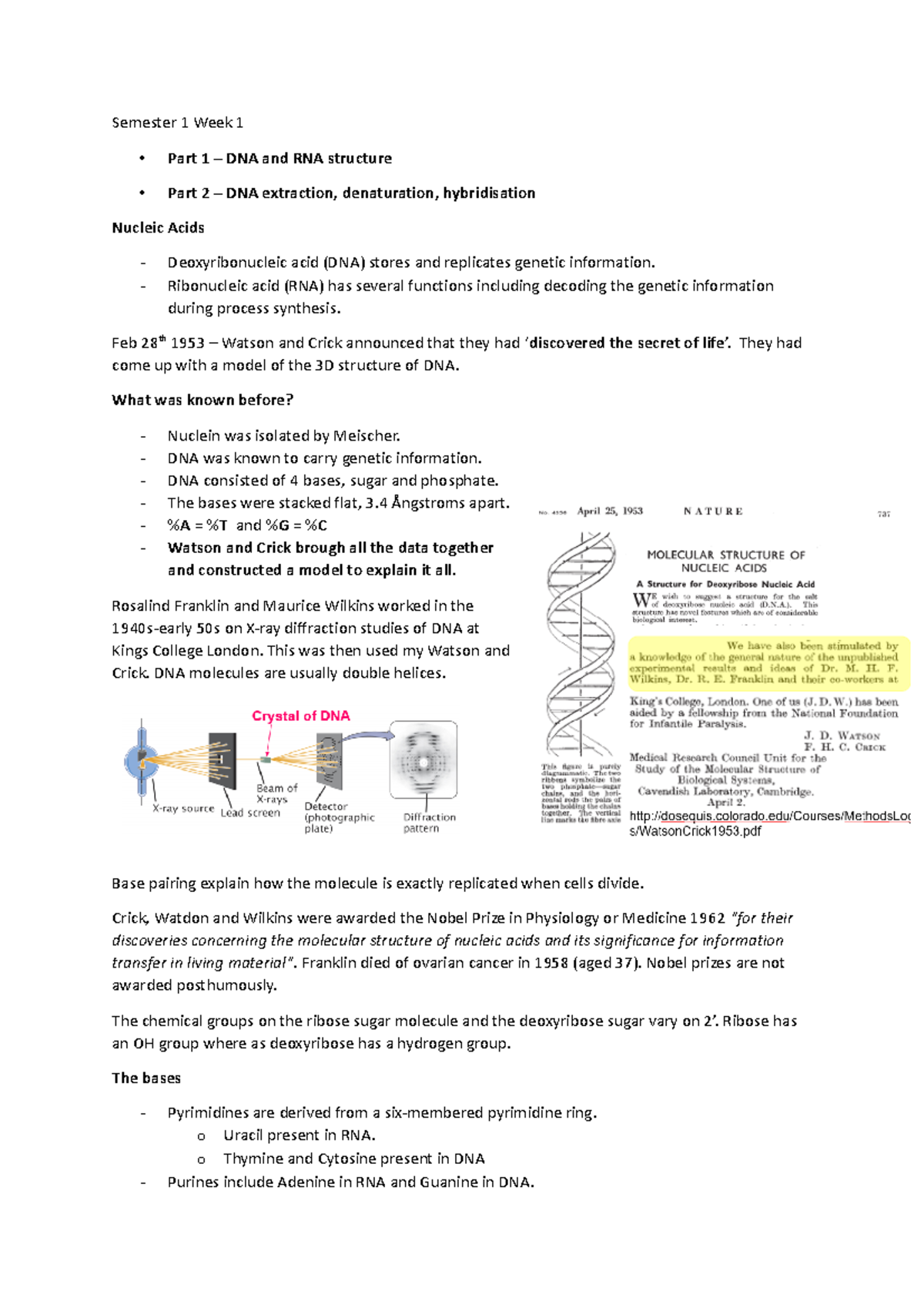 Semester 1 Week 1 - Notes about DNA and RNA structure, DNA extraction ...