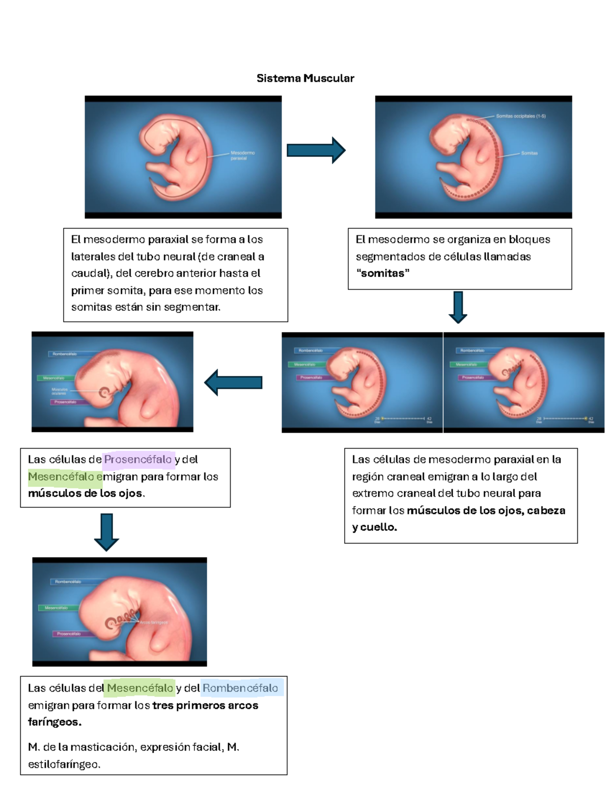 Embriologia Lagman Sistema muscular - Sistema Muscular El mesodermo ...