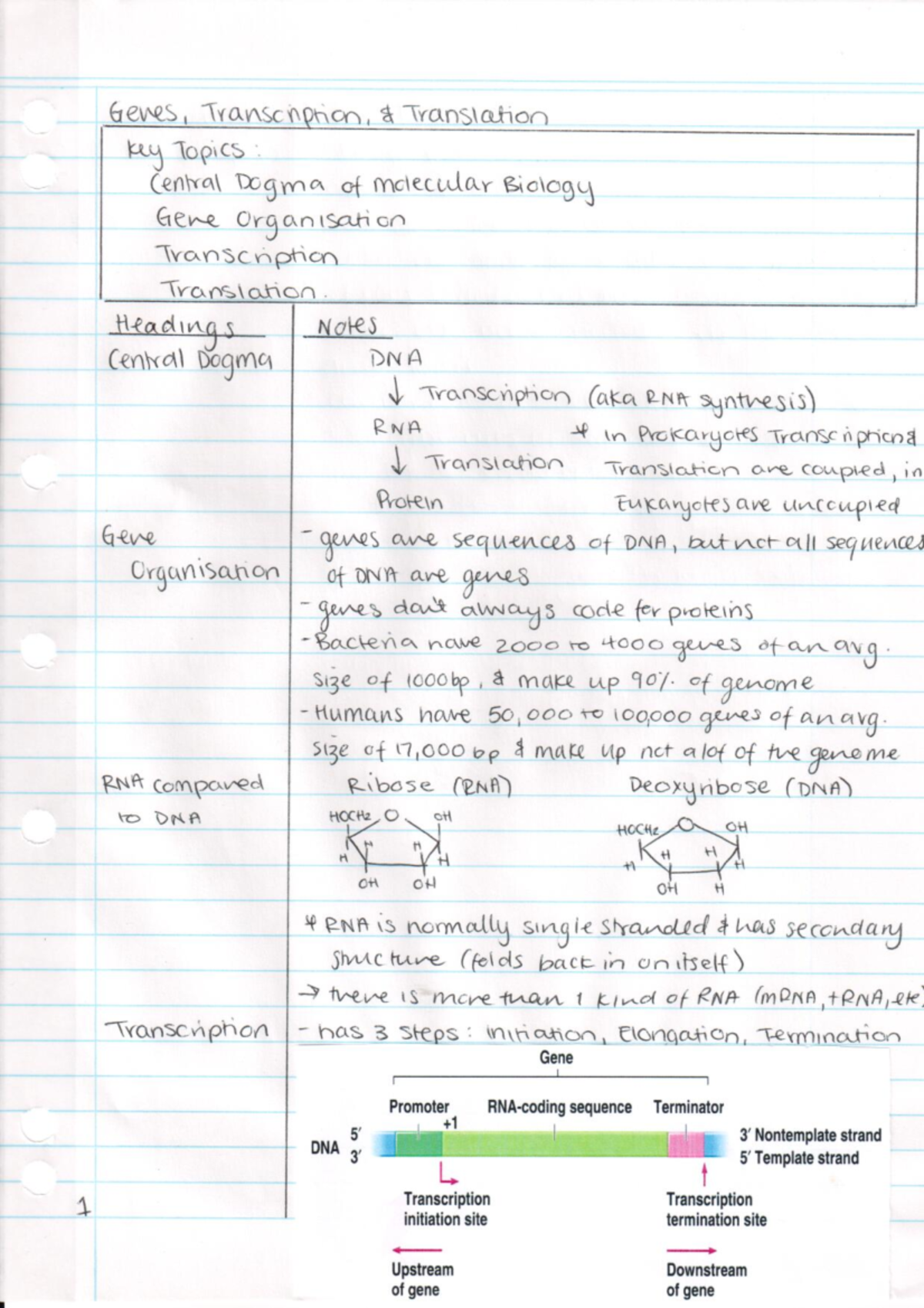 Genes, Transcription and Translation - GENE2000 - Studocu