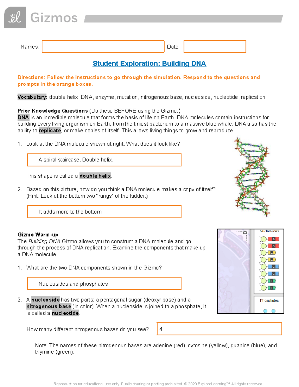 DNA Gizmo - Names: Date: Student Exploration: Building DNA Directions ...