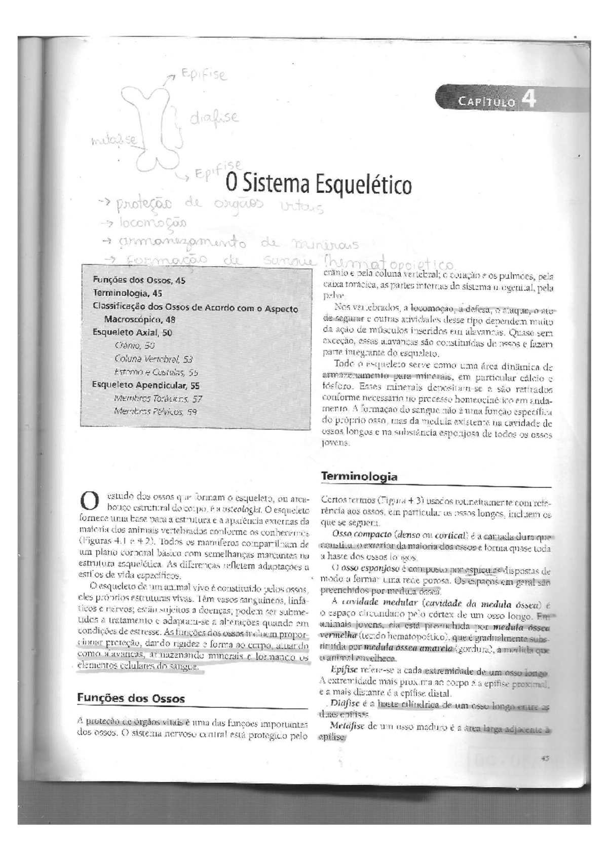 O sistema esquelético - Epifise CAPÍTULO 4 diafise metapise Epifise 0 ...