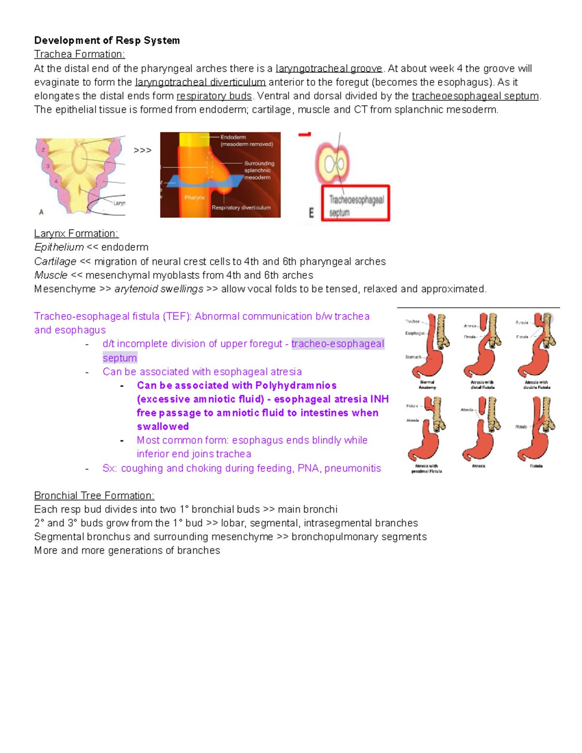 Copy of CPR II Review - Medical ppw - Development of Resp System ...