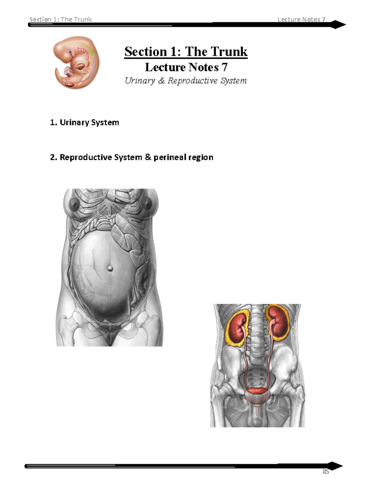 7 Lecture 7 Pdf Notes Section 1 The Trunk Lecture Notes 7 Urinary And Reproductive System