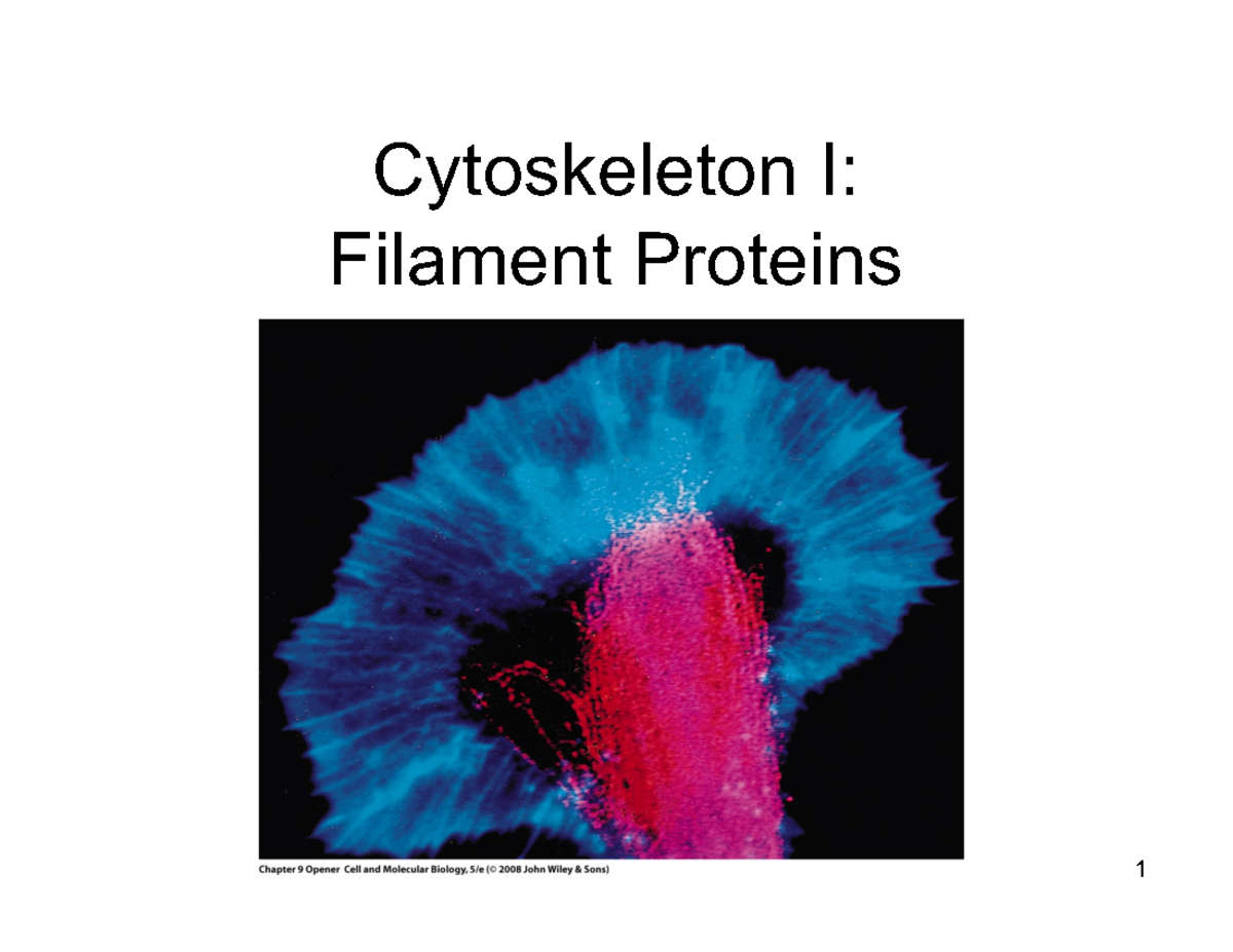 Lecture 4 Cytoskeleton Filaments 2023 - Cytoskeleton I: Filament ...