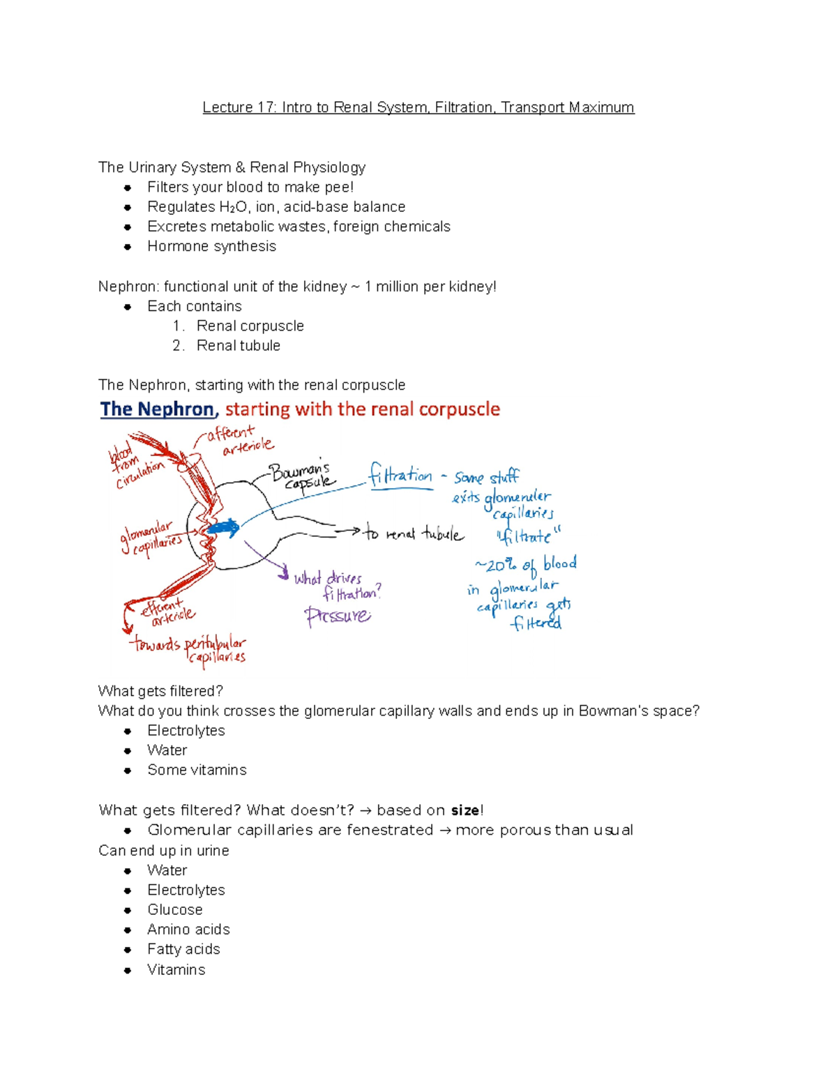 Exam 3 Review - Lecture 17: Intro to Renal System, Filtration ...