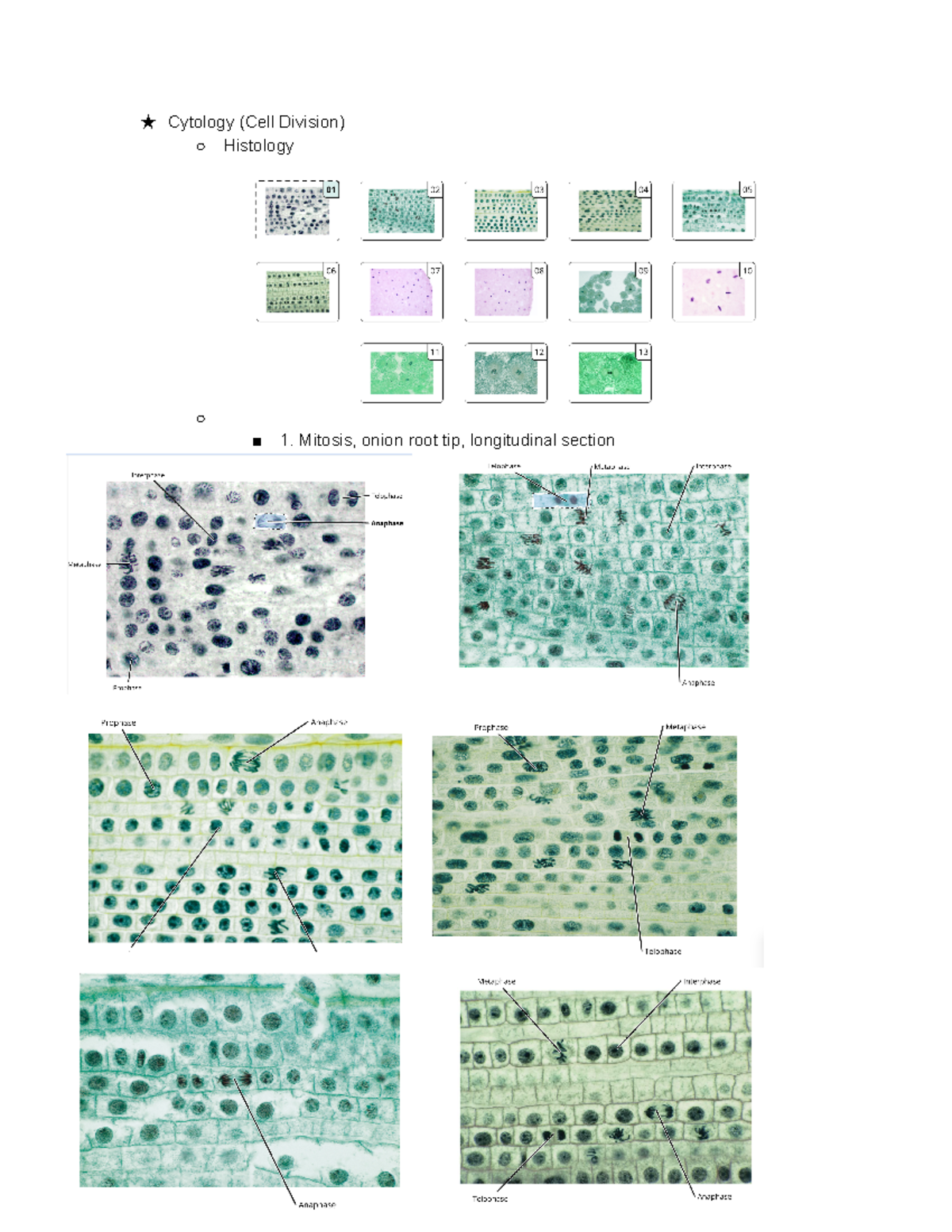 Lab Exam 1 PAL images of tissues, integumentary system, and overall ...