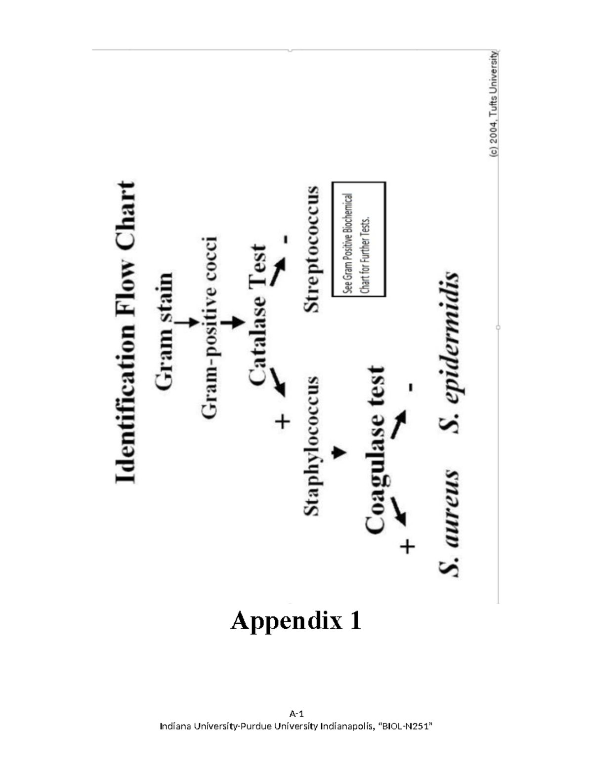 Appendix 1 Micro - Lab flow charts - N251 - Identification Flow Chart ...