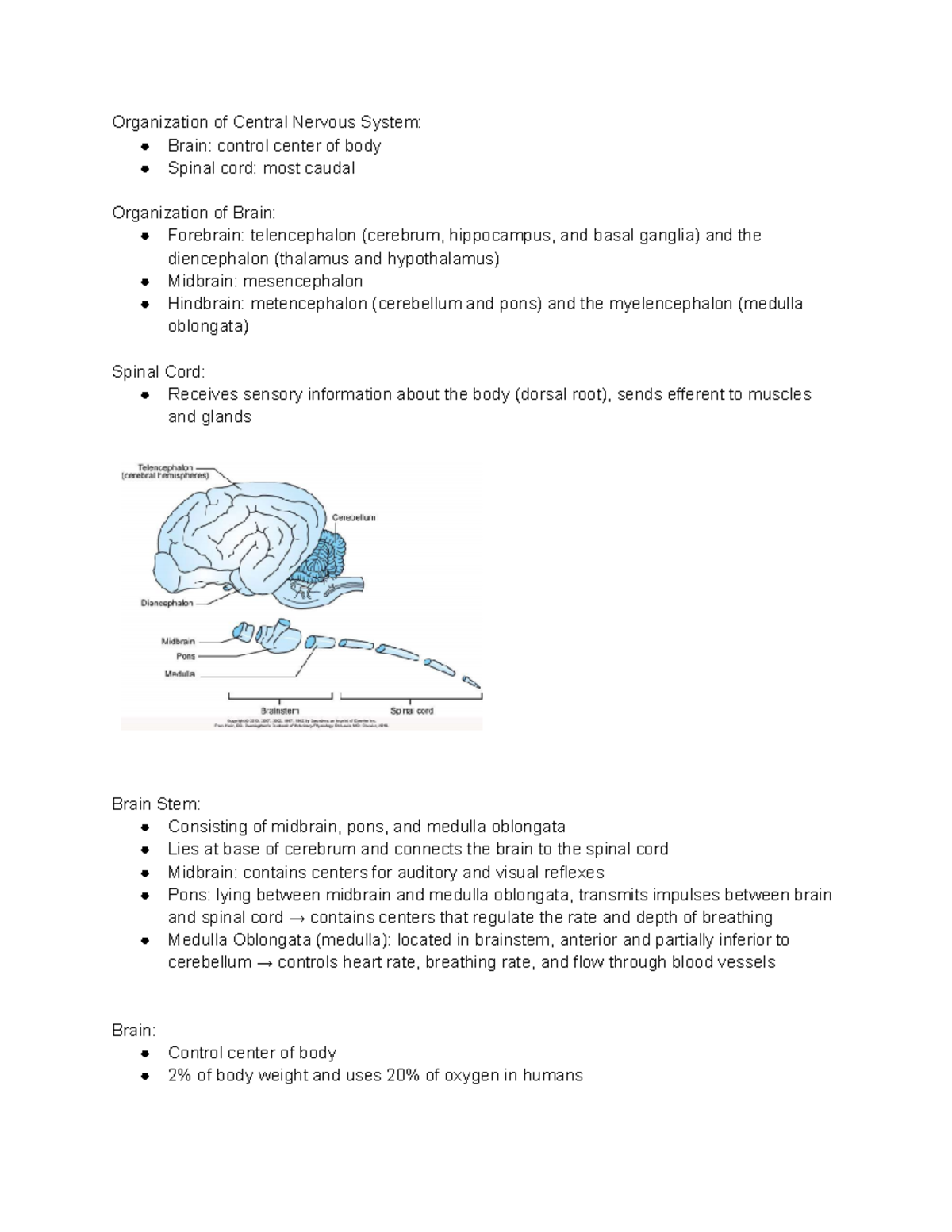 Central Nervous System - Organization of Central Nervous System: Brain ...