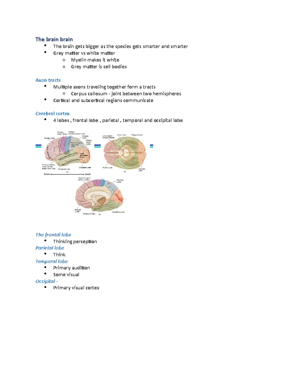 Neuro lecture brain - notes from class - The brain brain The brain gets ...
