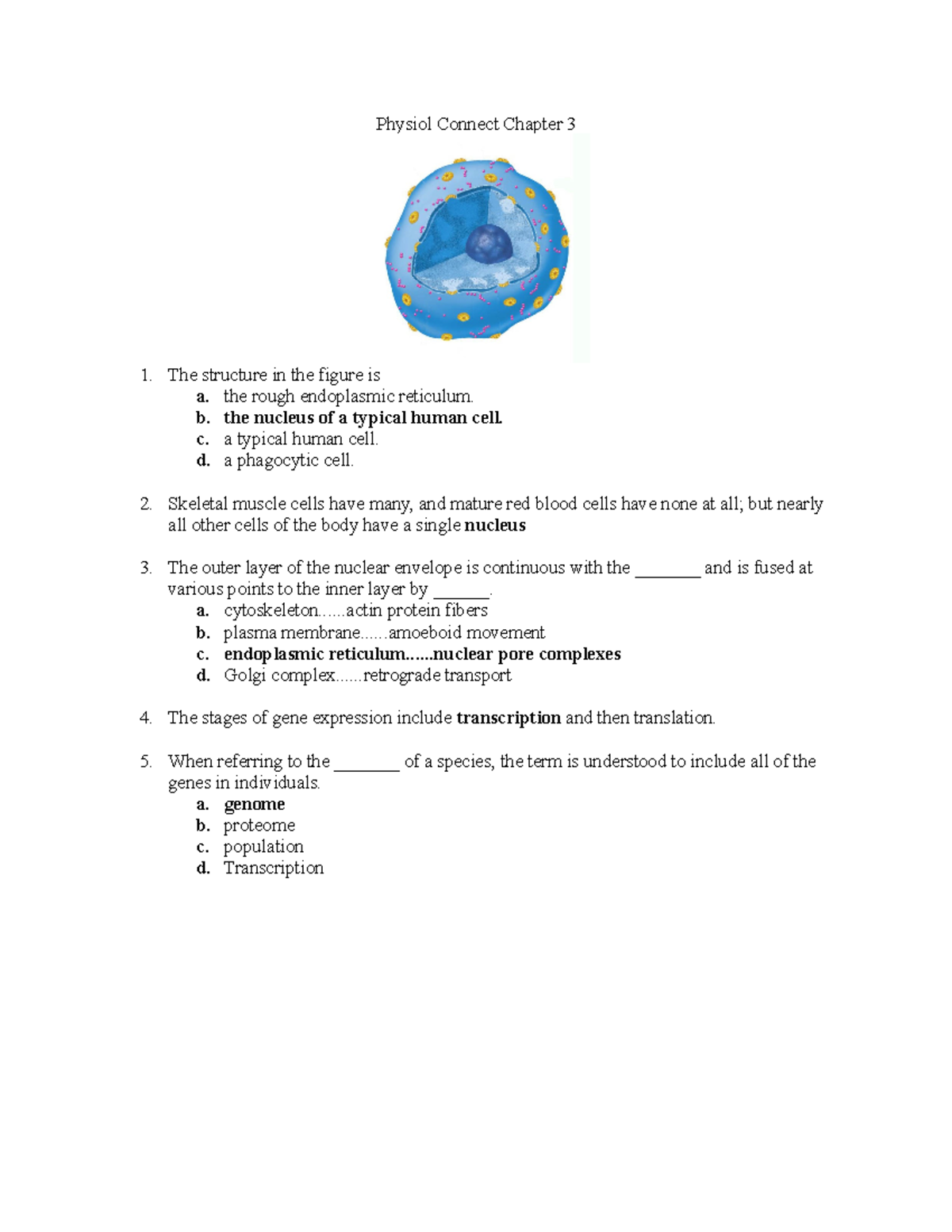 Physiol Connect Chapter 3 - the rough endoplasmic reticulum. b. the ...