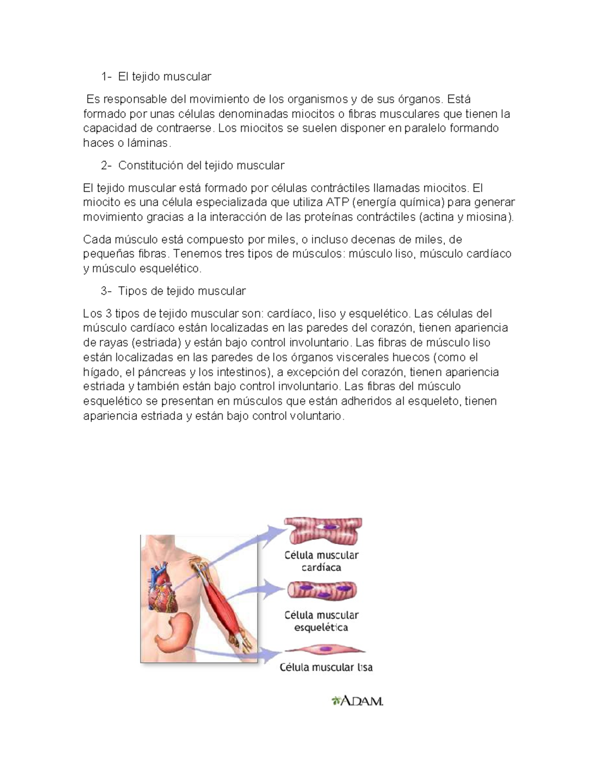 El tejido muscular - Está formado por unas células denominadas miocitos ...