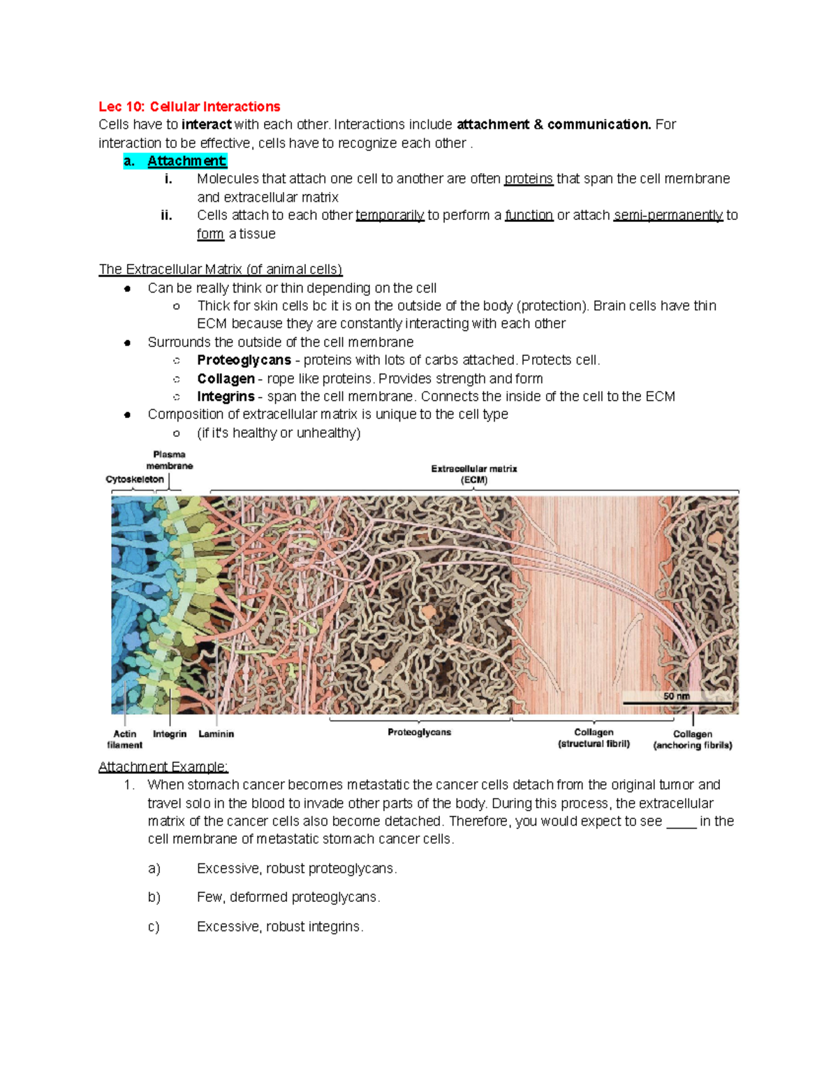 Lec 10 Cellular Interactions - Lec 10: Cellular Interactions Cells have ...