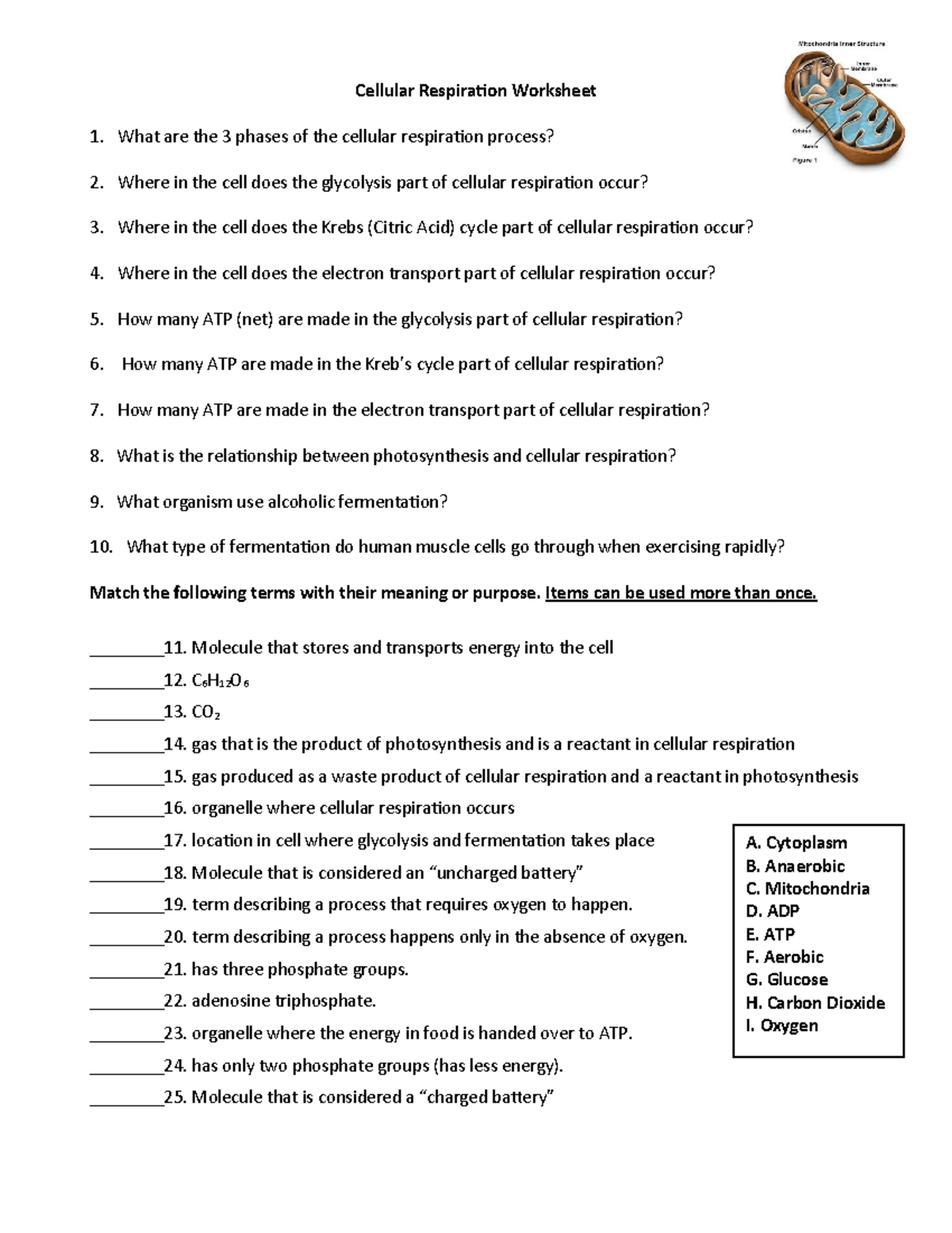 Bio Work Sheet Year One Twenty Twenty Cellular Respiration Worksheet