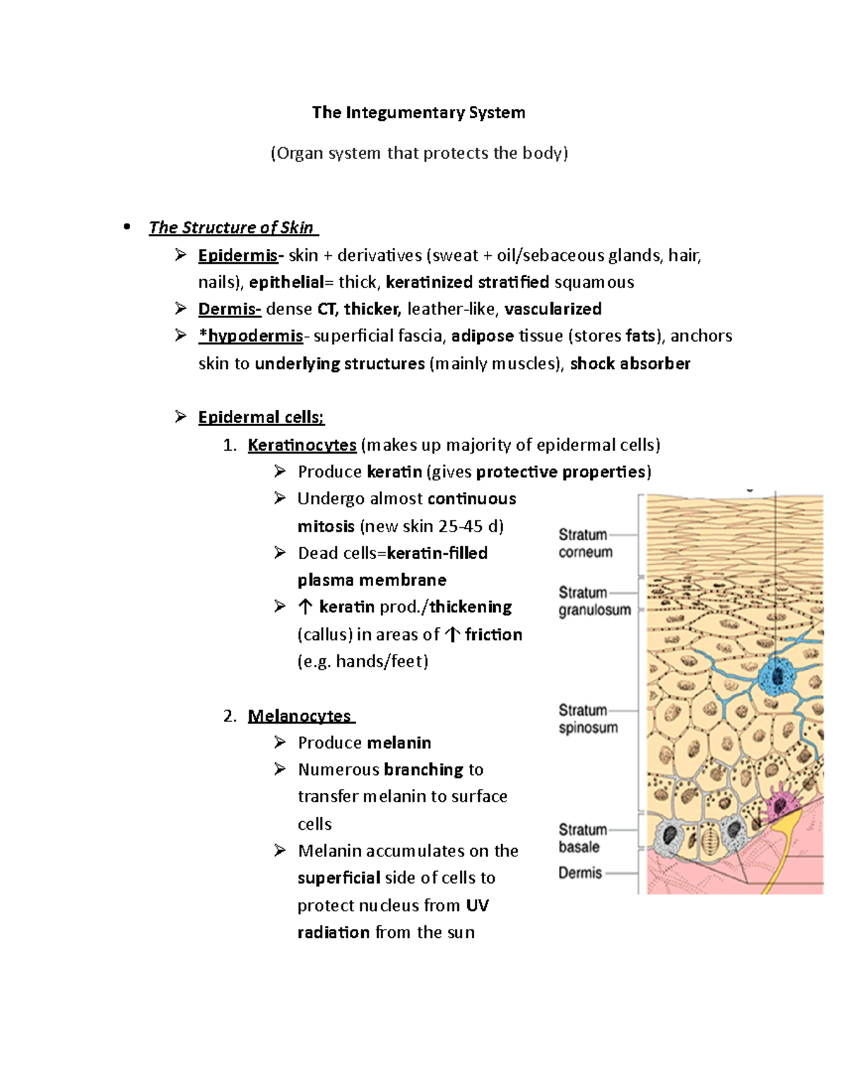 2 The Integumentary System - The Integumentary System (Organ system ...