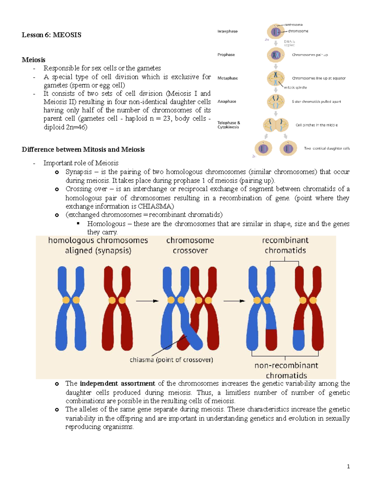 Biology - Lesson 6 - Meosis - Lesson 6: MEOSIS Meiosis - Responsible ...